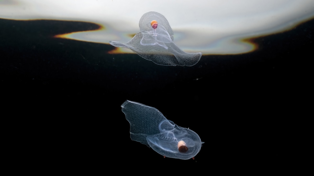 Jellyfish are finally giving up their secrets | National Geographic