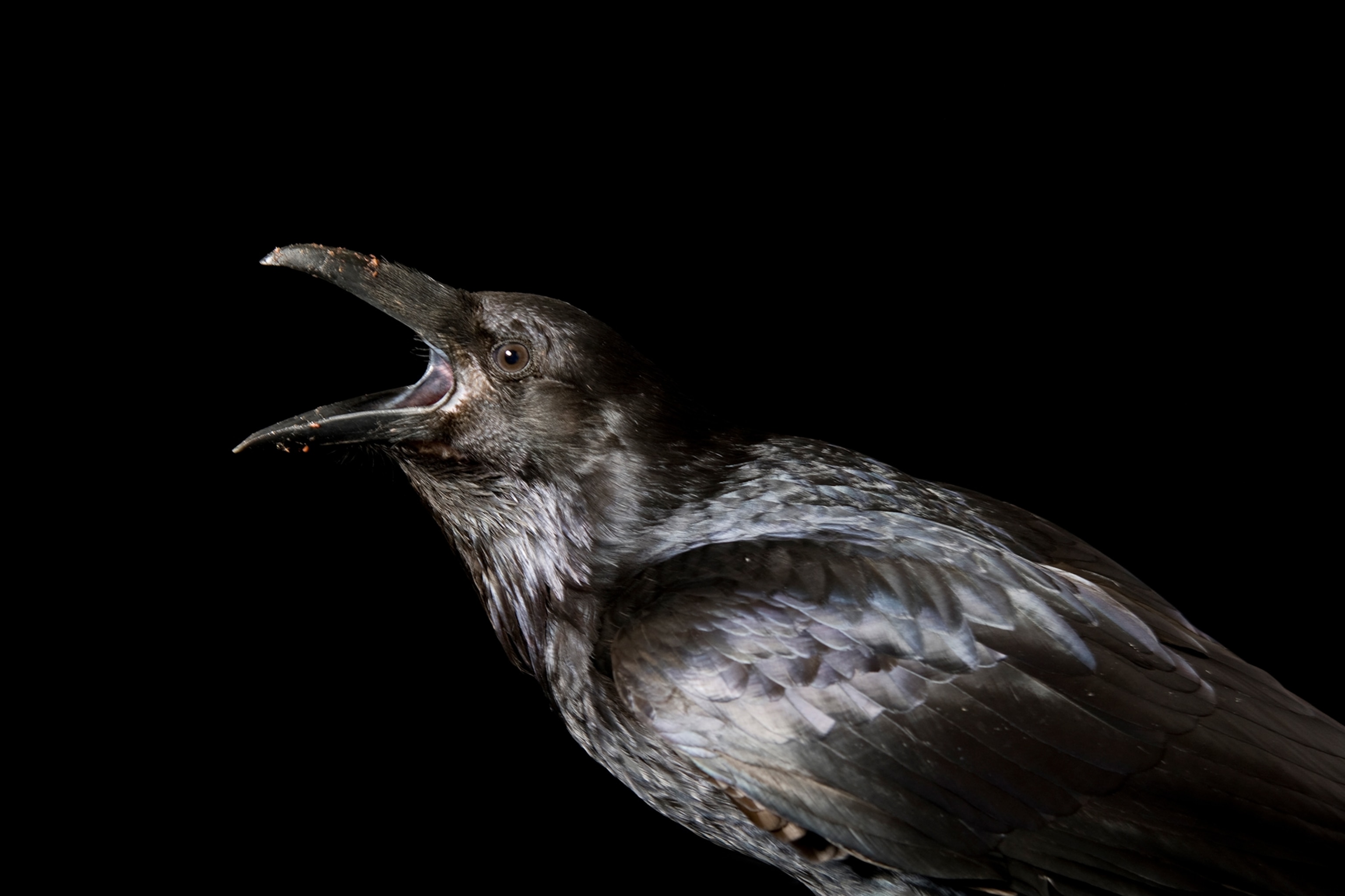 How Cats, Rats, Bats, and More Became Halloween Animals