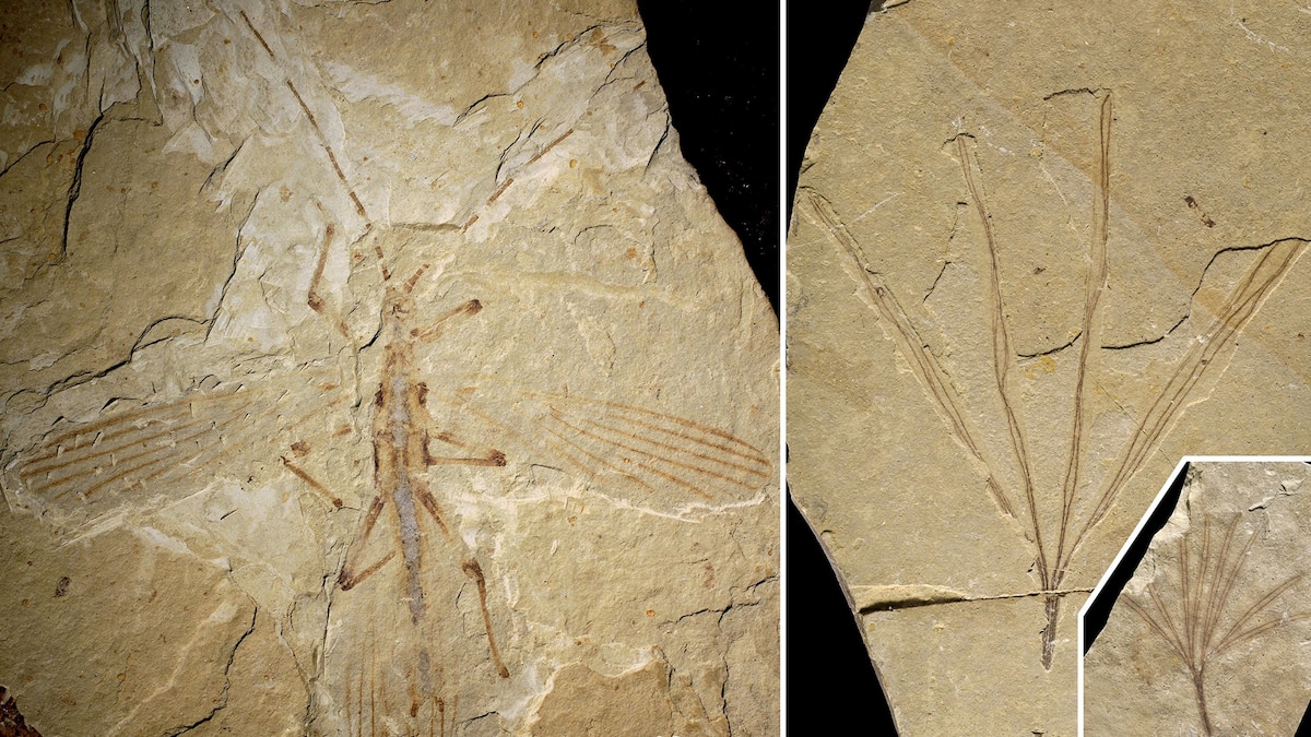 Stick Insects Have Mimicked Plants Since Age of Dinosaurs | National ...