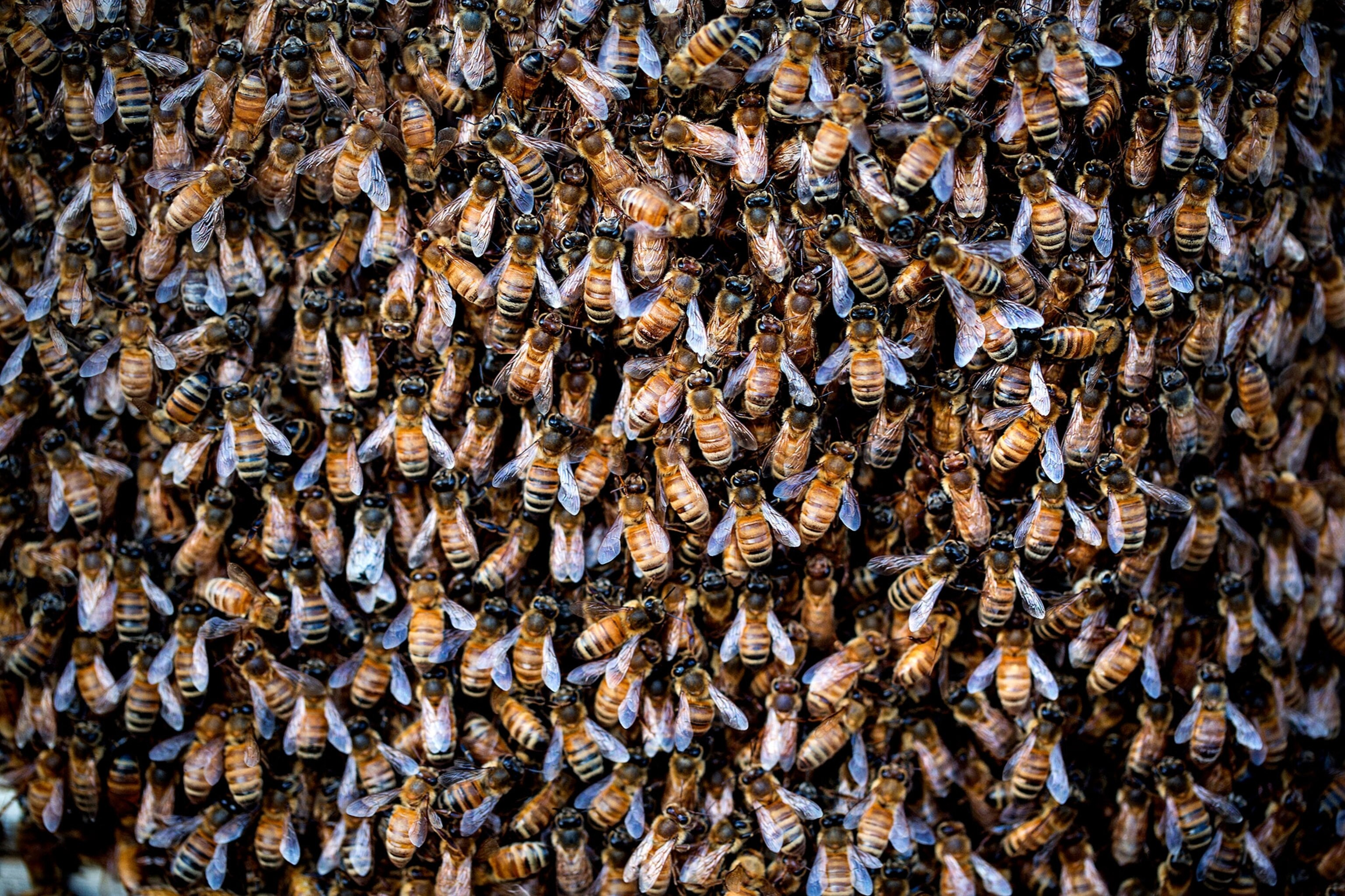 Insect 'apocalypse' in U.S. driven by 50x increase in toxic pesticides
