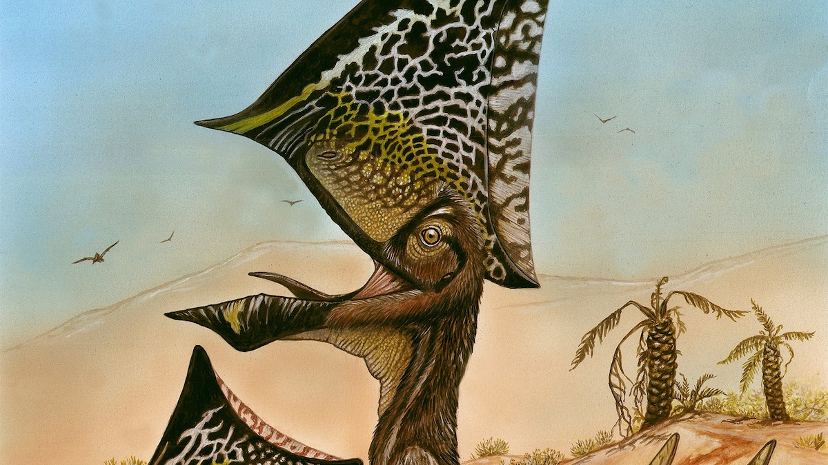 New Flying Reptile Found in "Unprecedented" Pterosaur Boneyard ...