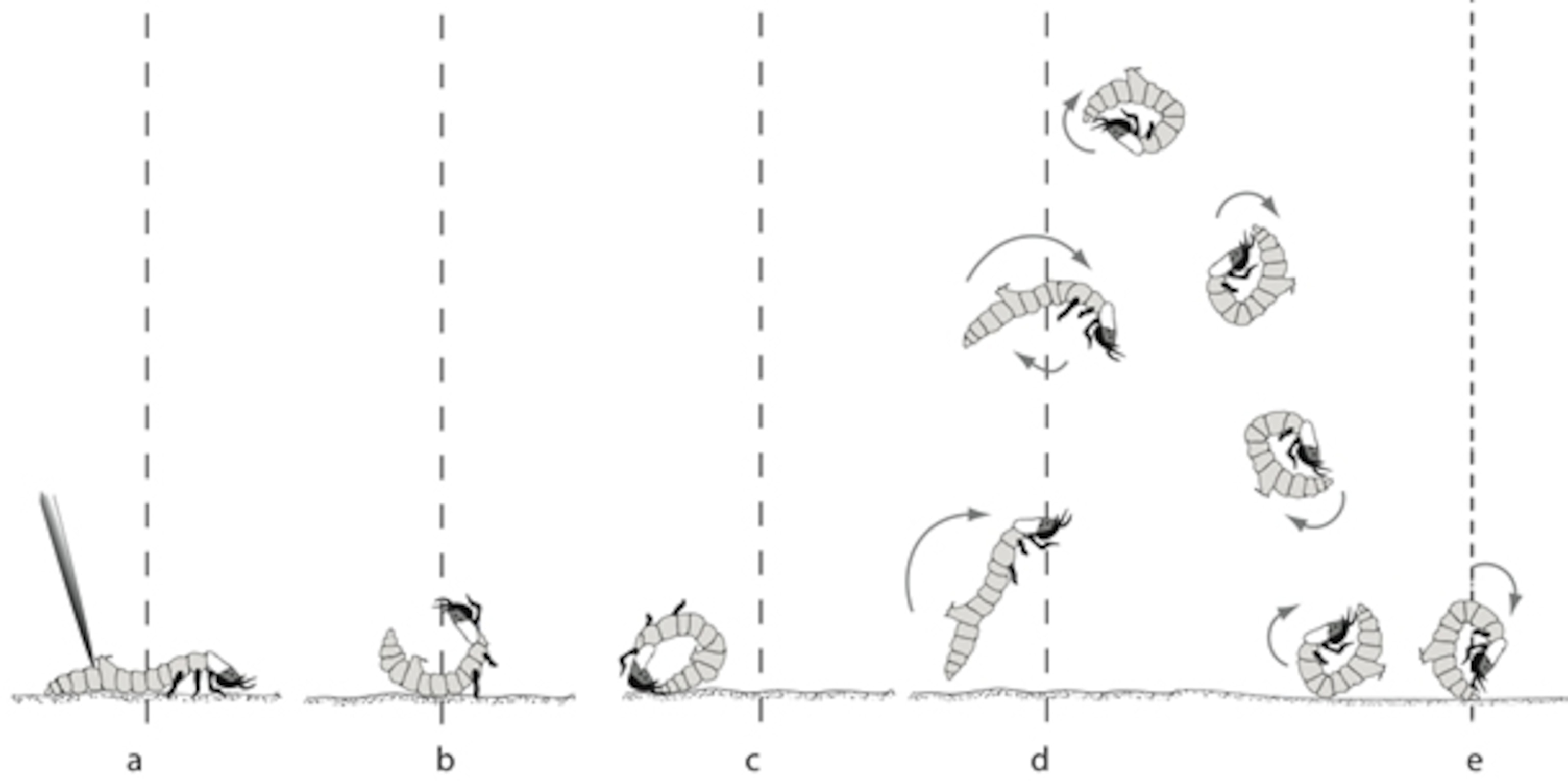 Beetle turns itself into a wheel (that’s how it rolls) | National ...