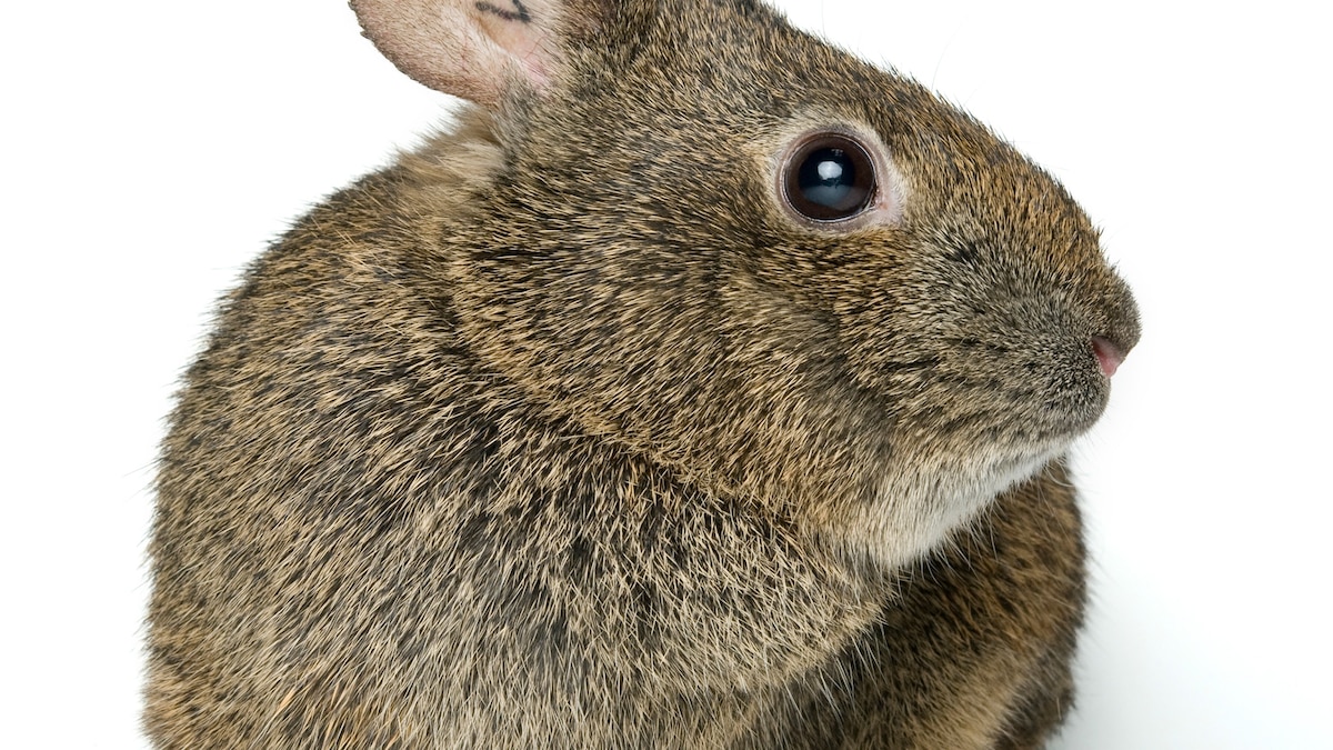 Volcano rabbit, facts and photos | National Geographic