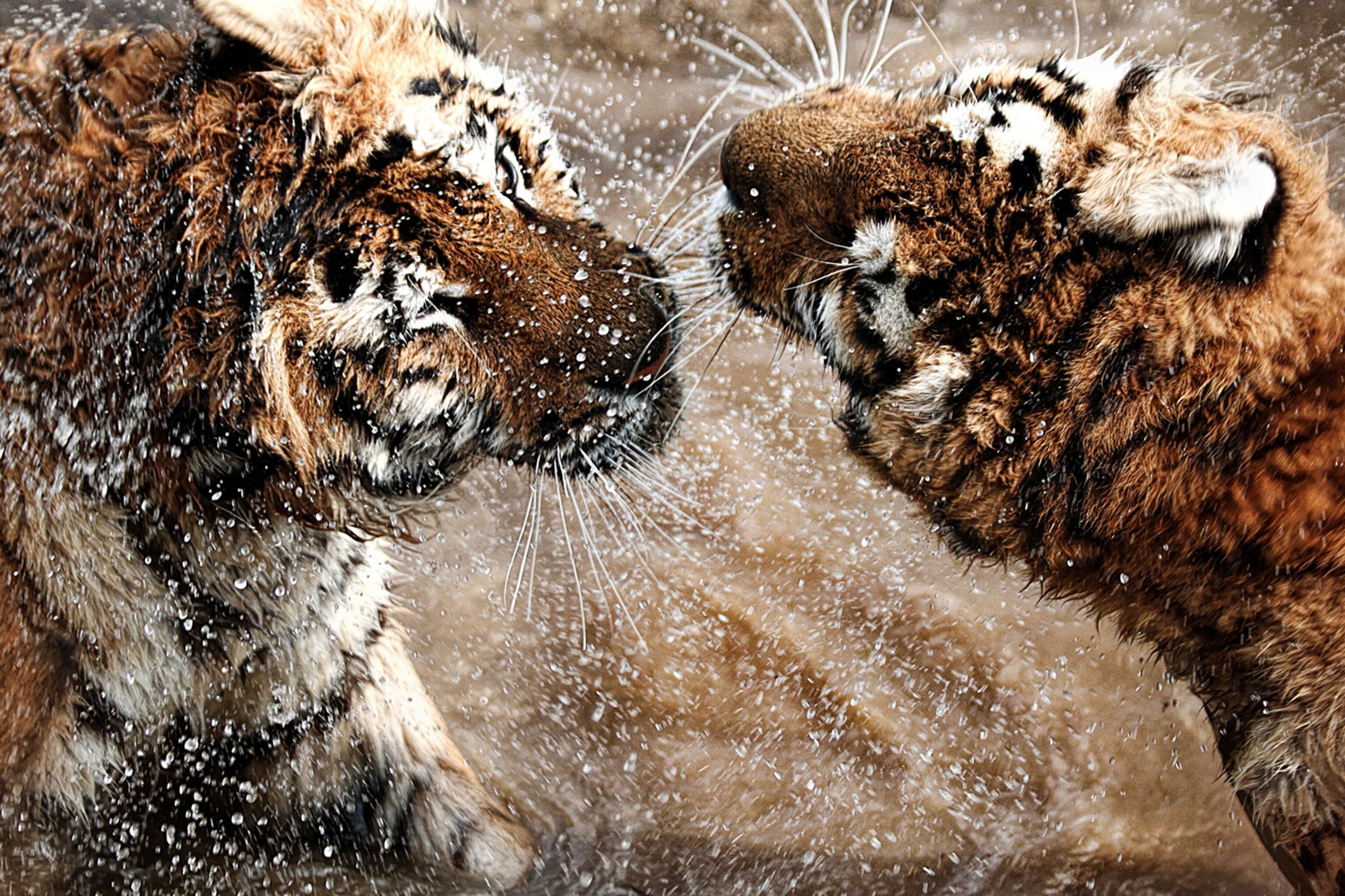 Vampire Bats Survive by Only Eating Blood—Now We Know How