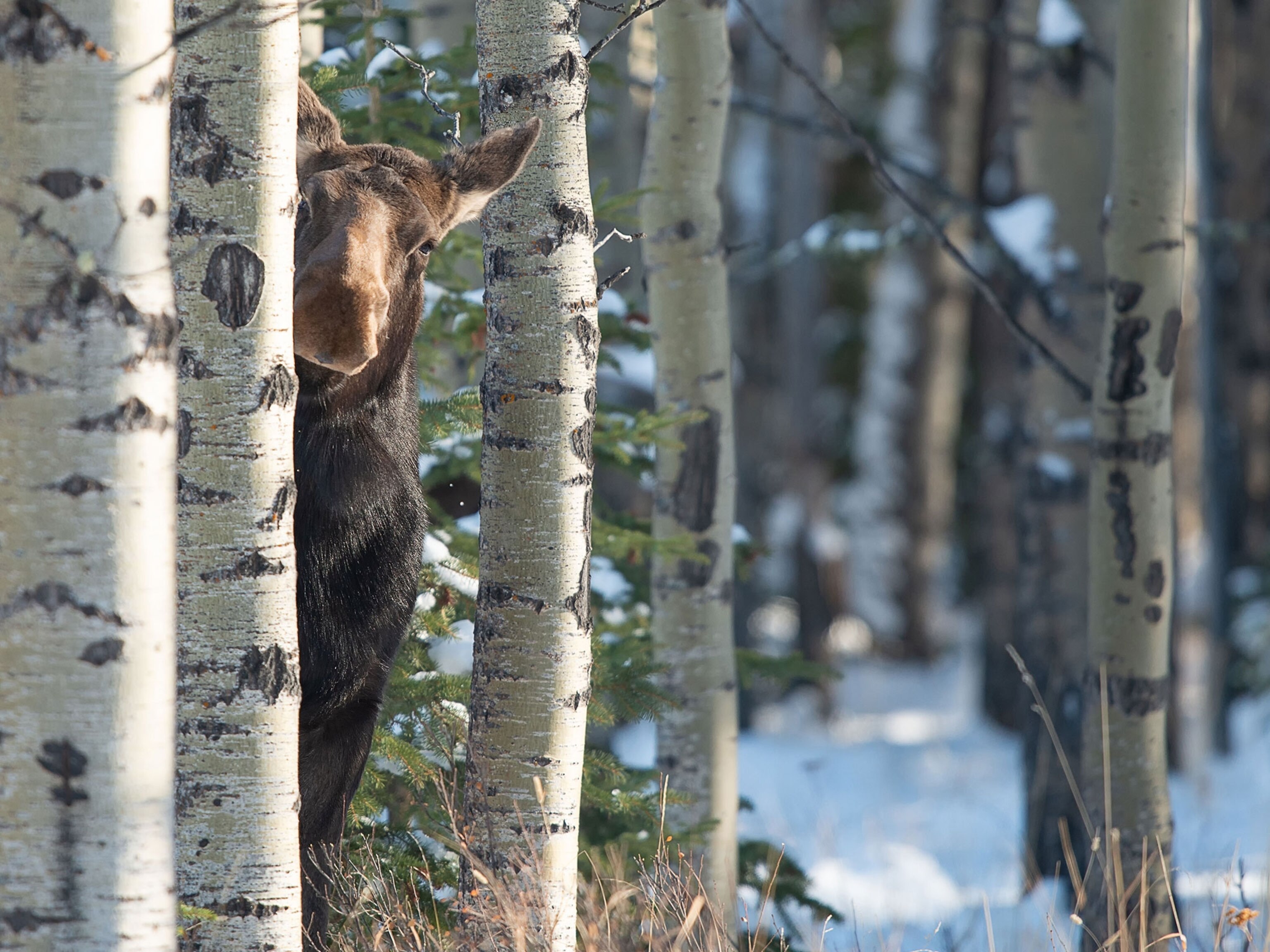 The Comedy Wildlife Photography Awards Picks Their 41 Top Images of 2018