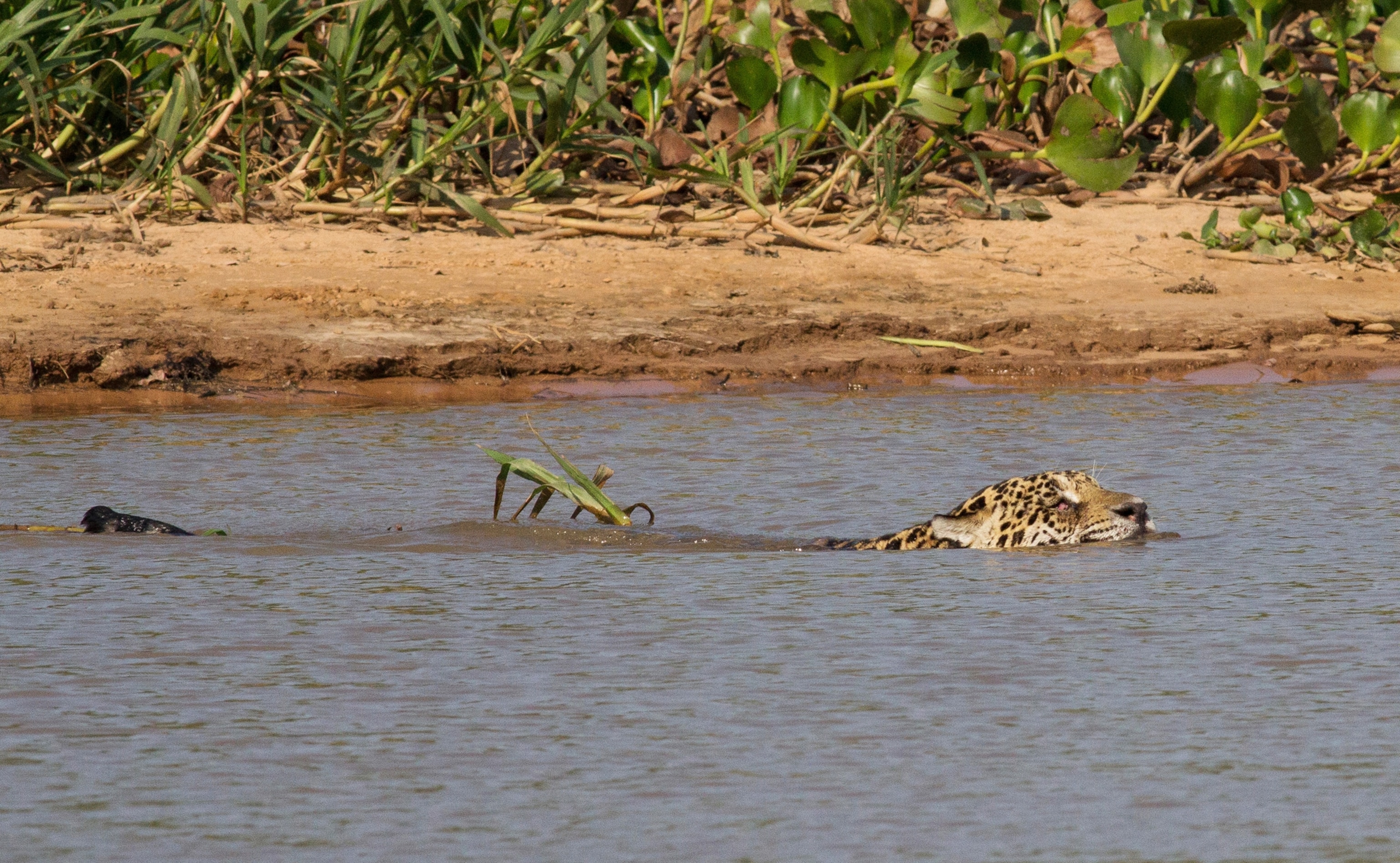 Pictures: Jaguar Kills Caiman in "Spectacular" Attack | National Geographic
