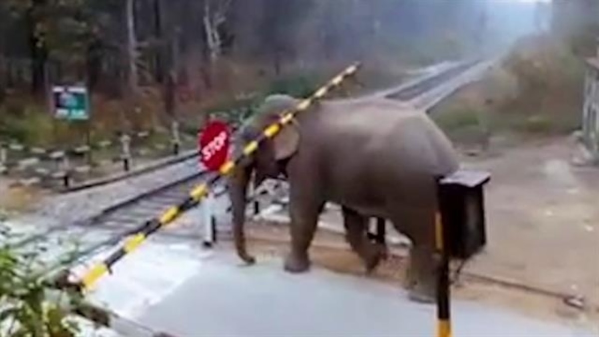Watch a Young Elephant Make a Surprising Railroad Crossing | National ...