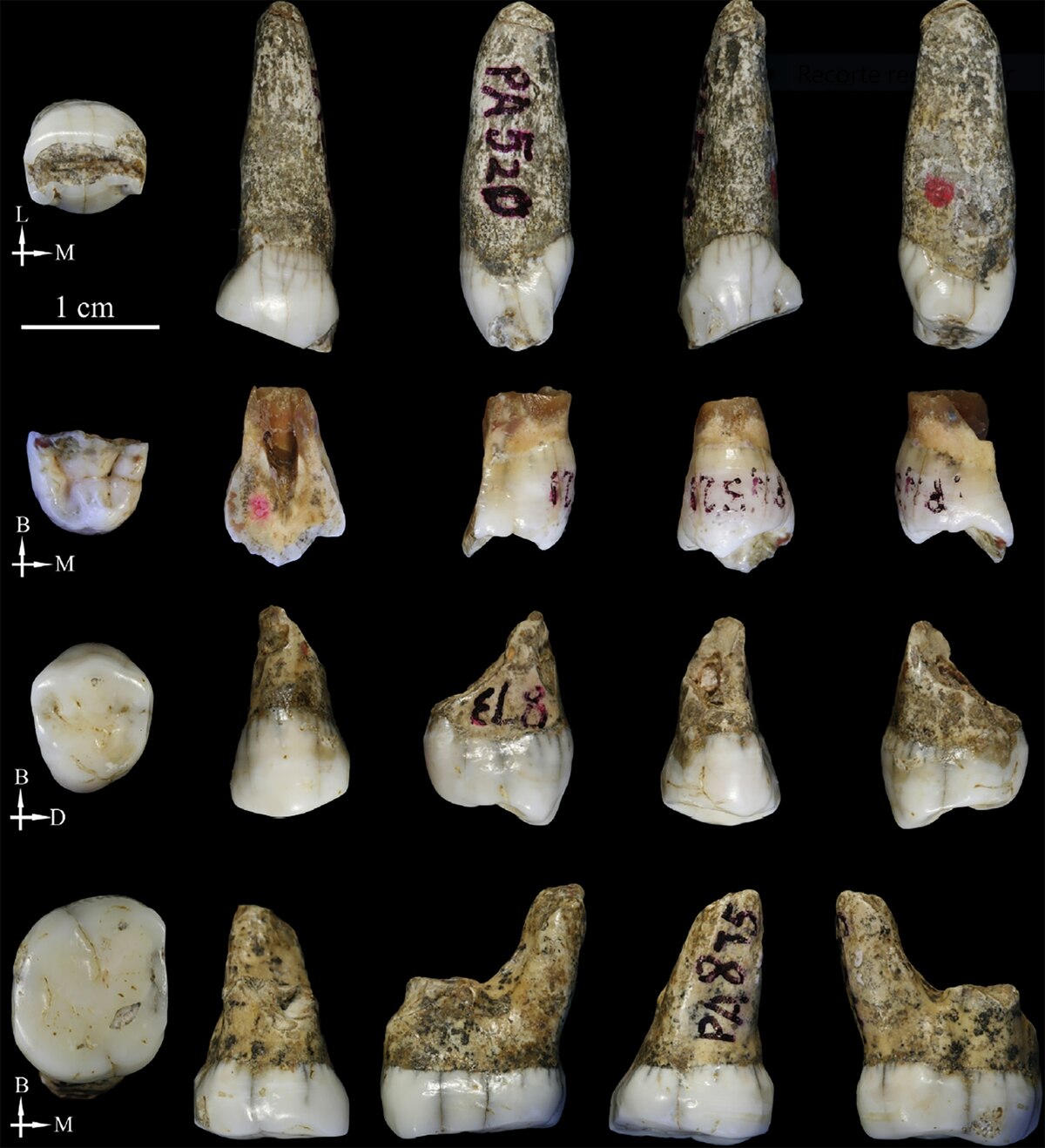 Ancient teeth hint at mysterious human relative in China
