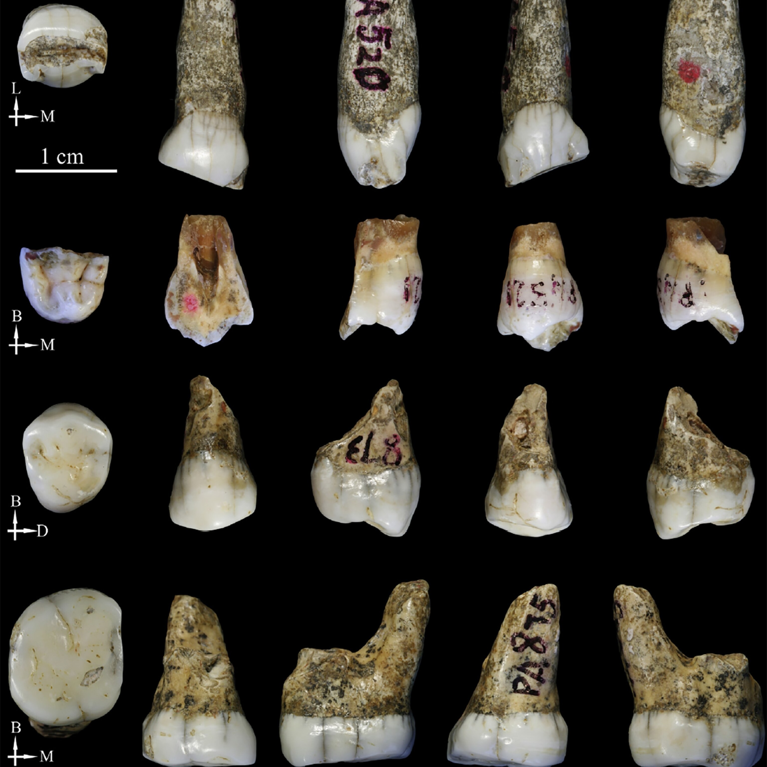 Ancient teeth hint at mysterious human relative in China