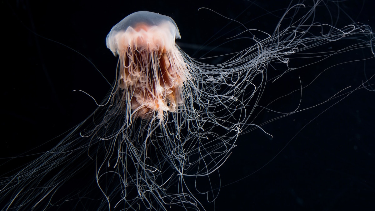 This jellyfish can sting at 5 million g—the fastest on Earth | National ...