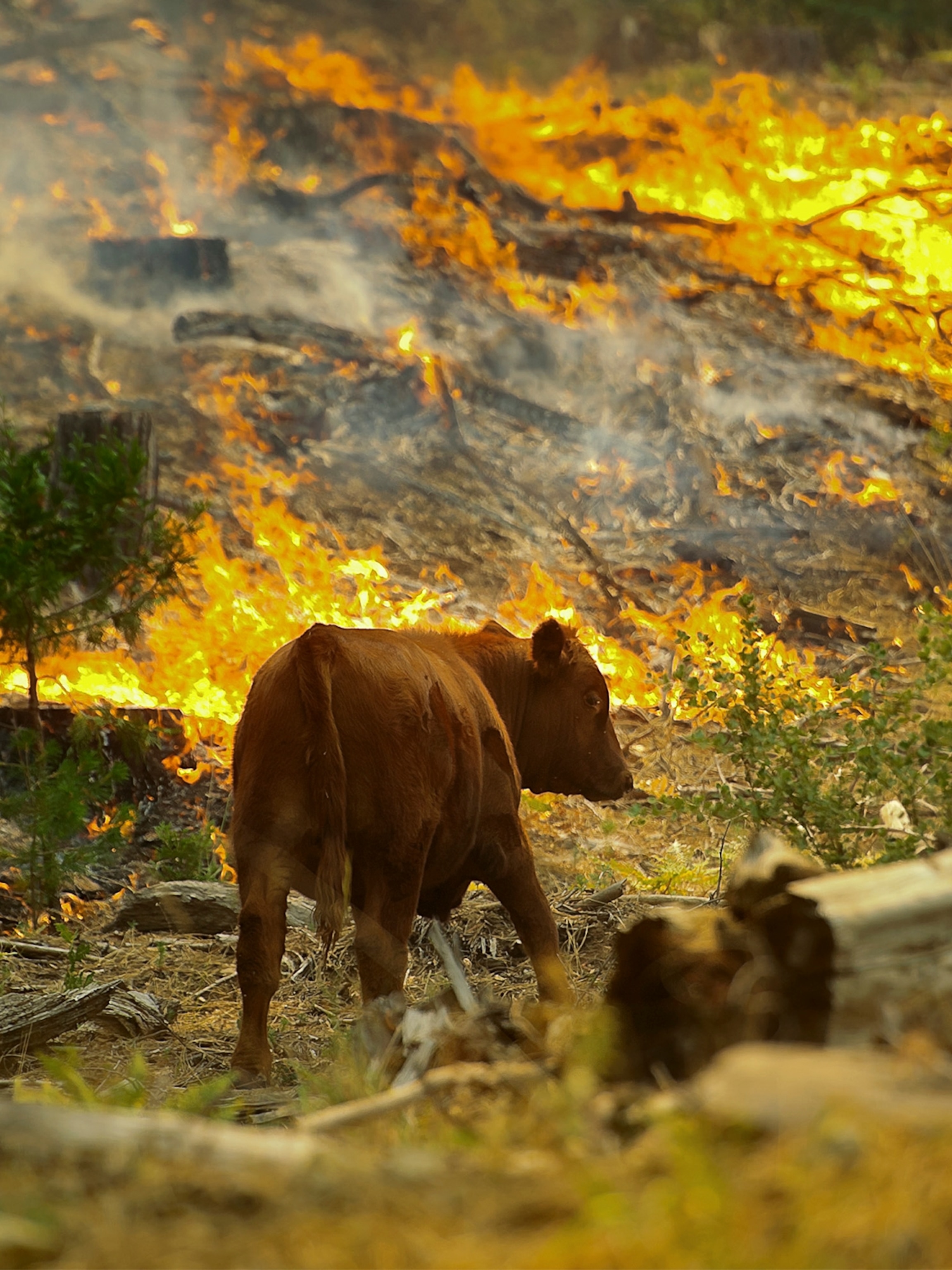 Forest Fire Animals