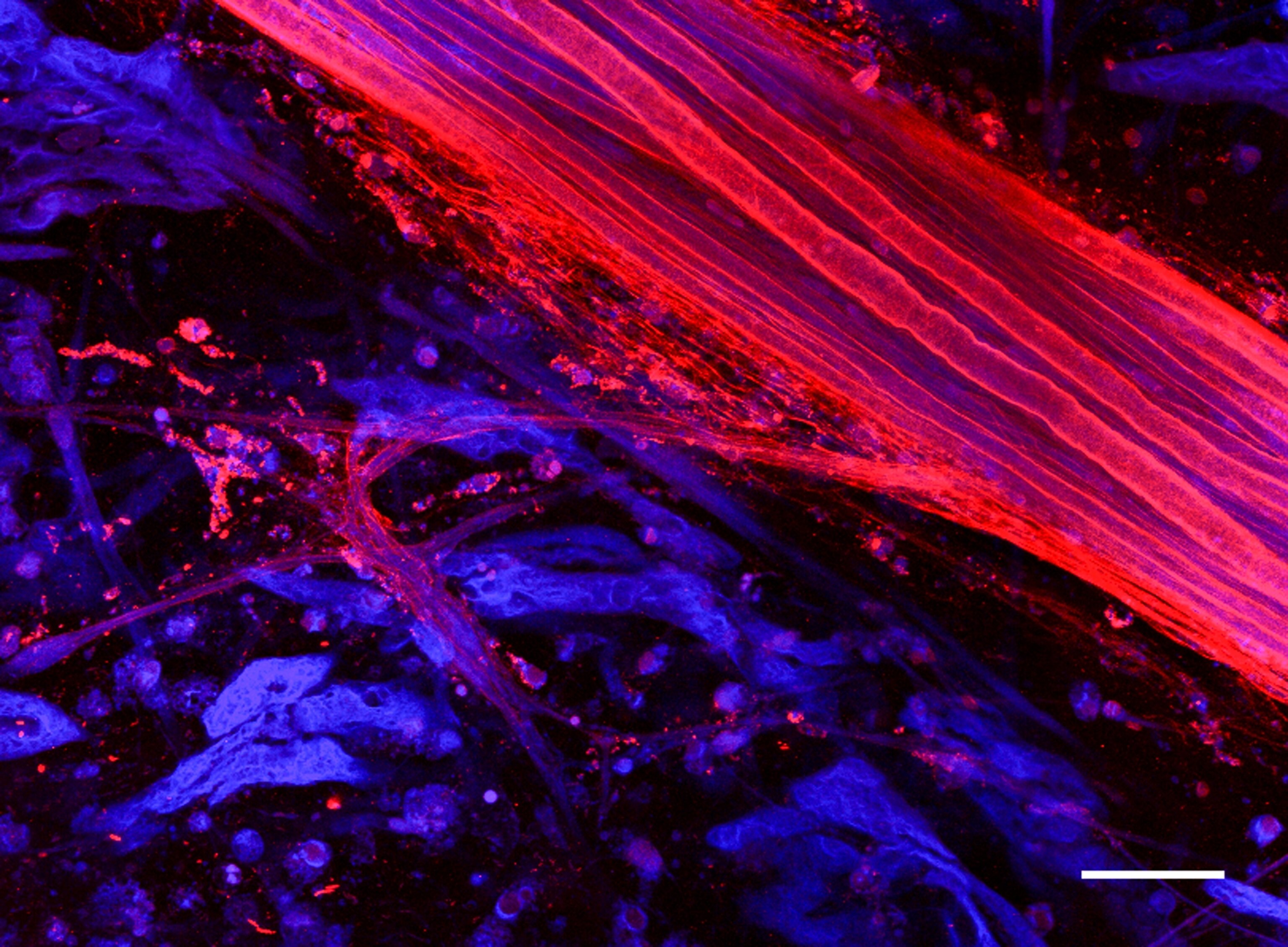 Pictures: Squid Iridescence Explained | National Geographic