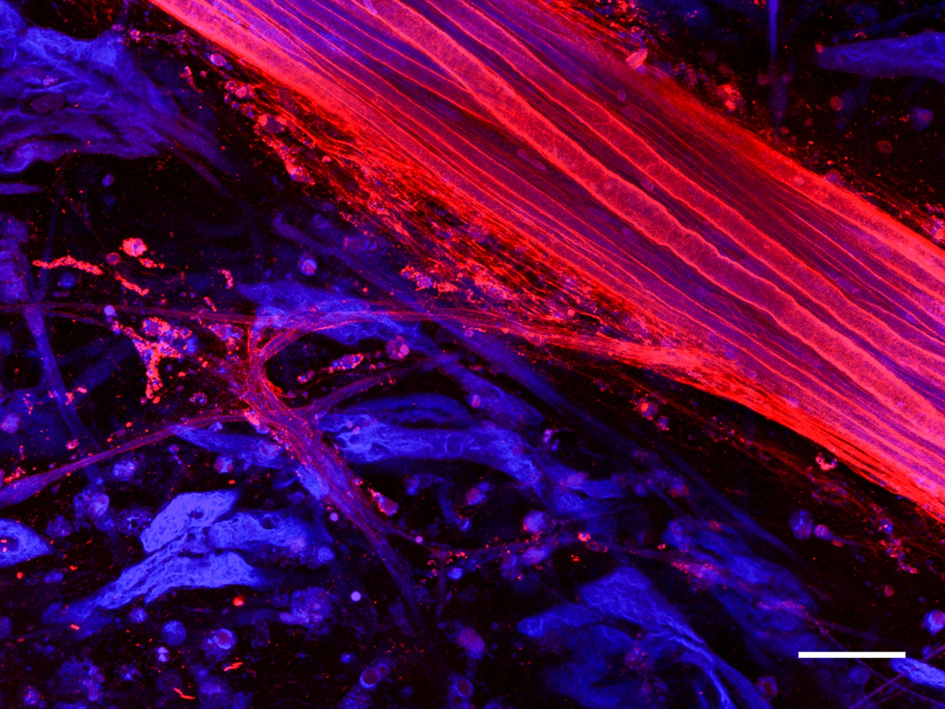 Pictures: Squid Iridescence Explained