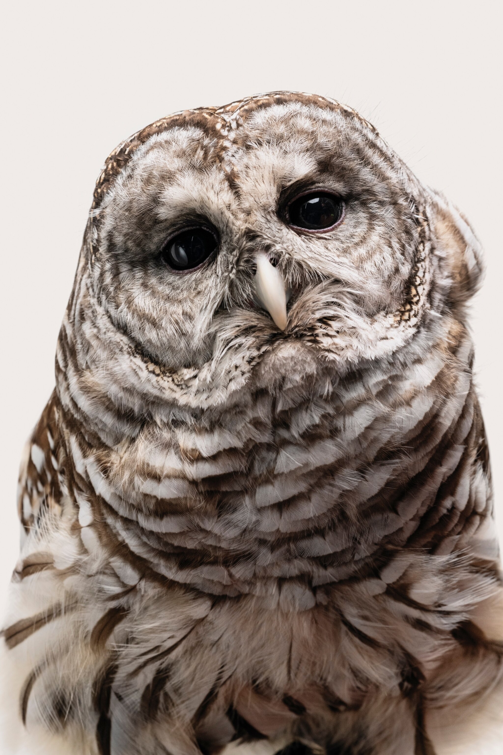 What lurks beneath the surface of these forest pools? More than you can ...