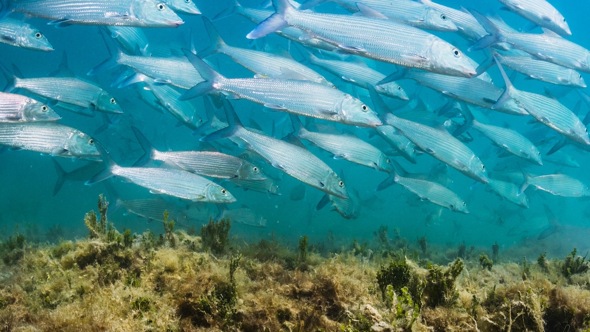 This fish lives near the shore but dives deep to spawn, breaking ...