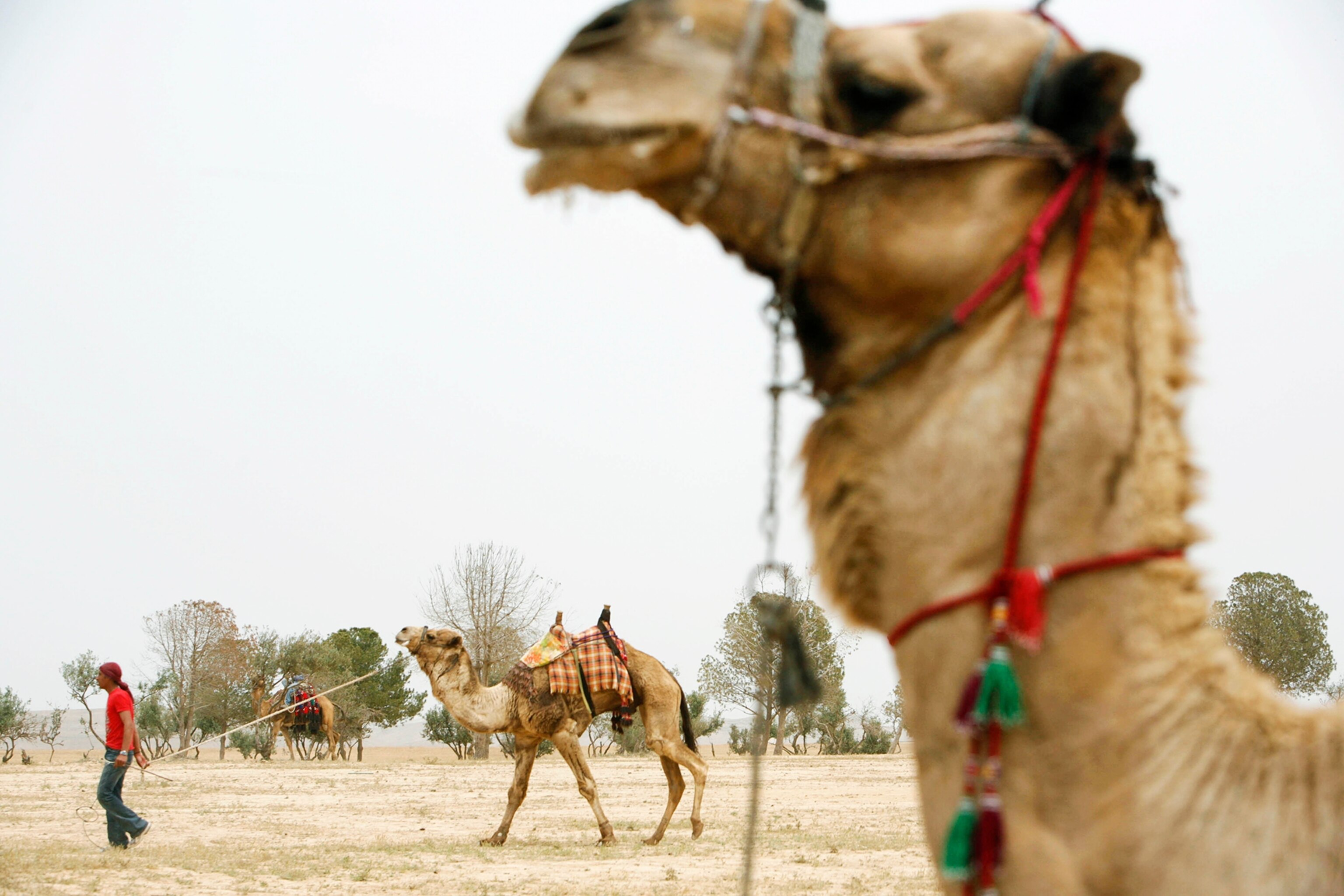 Domesticated Camels Came to Israel in 930 B.C., Centuries Later Than ...