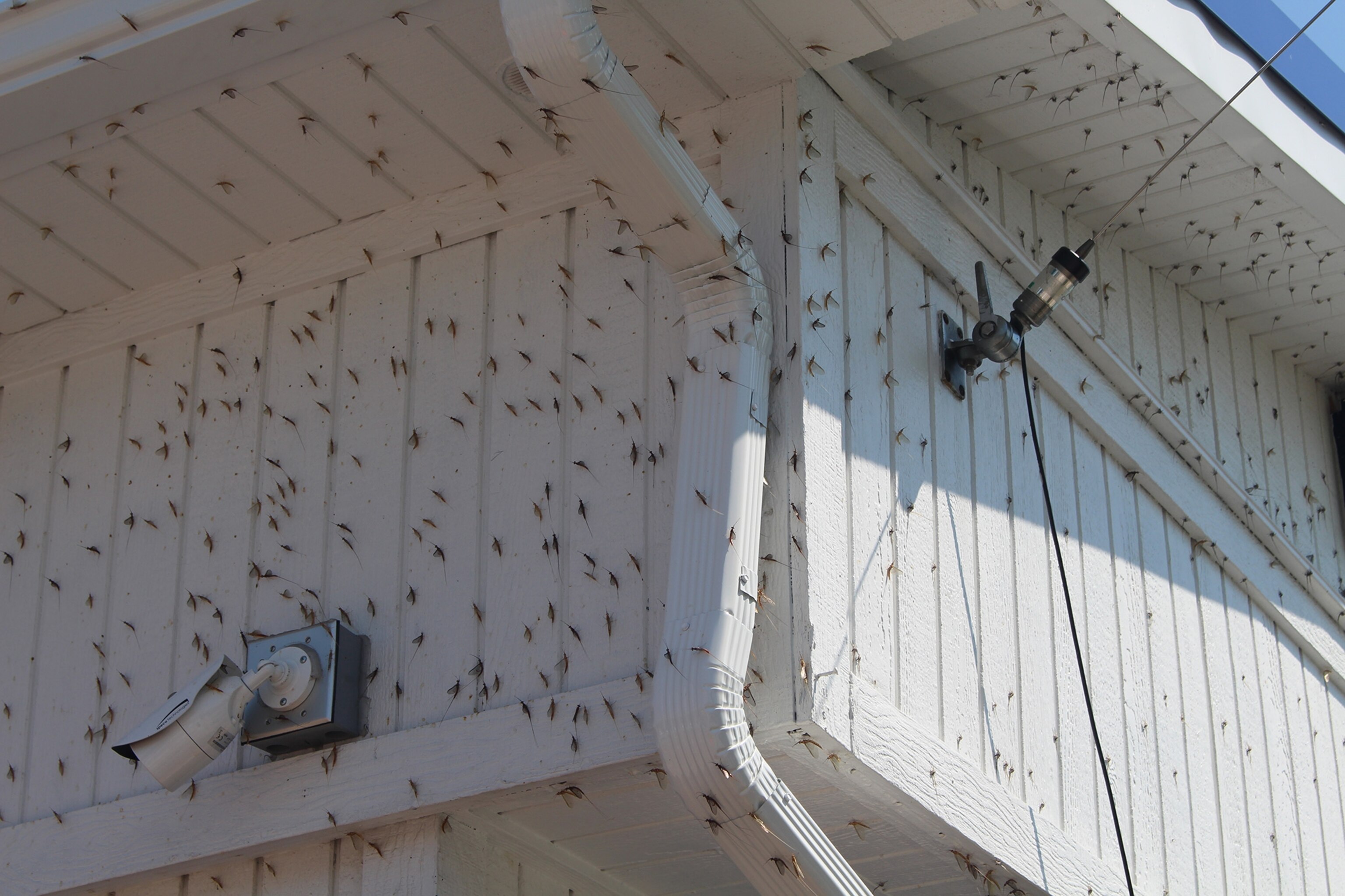 Mayfly numbers drop by half since 2012, threatening Midwestern food chain