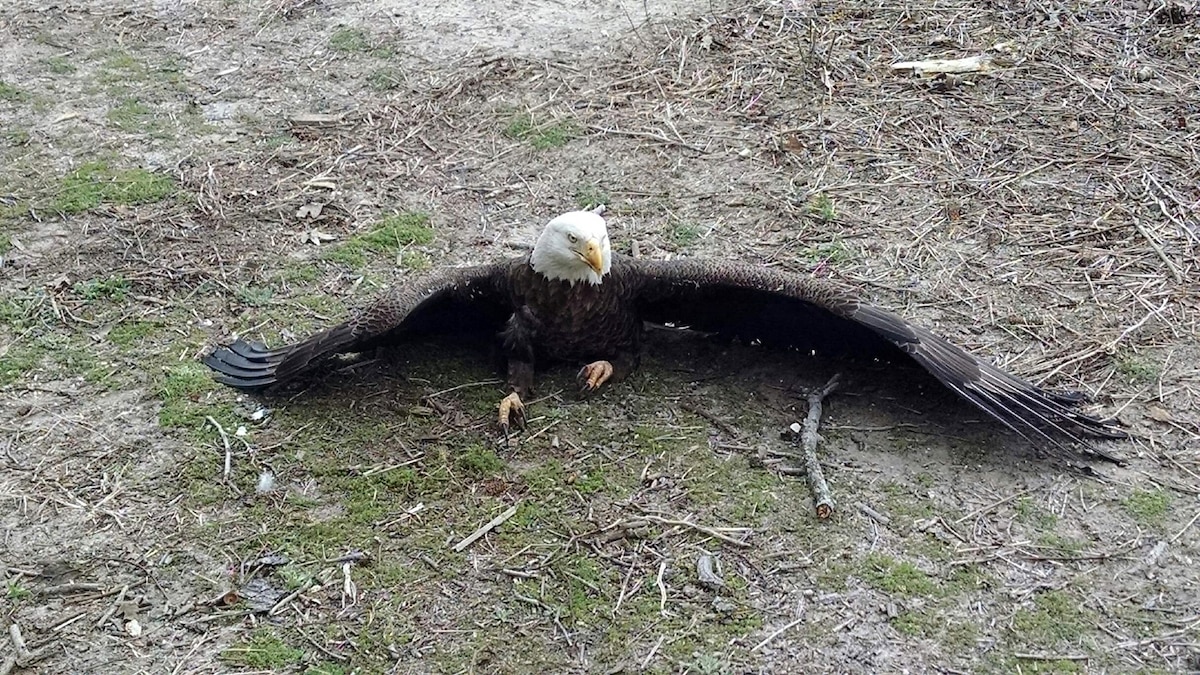 More Bald Eagles Have Died Mysteriously | National Geographic