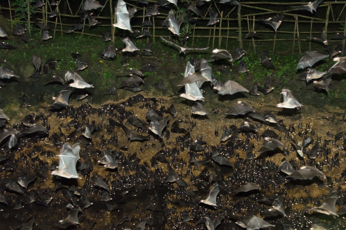 Pictures: Bats Swarm Philippines Cave