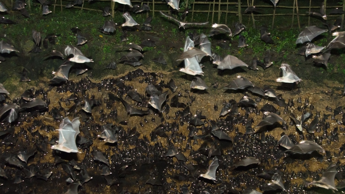 Pictures: Bats Swarm Philippines Cave