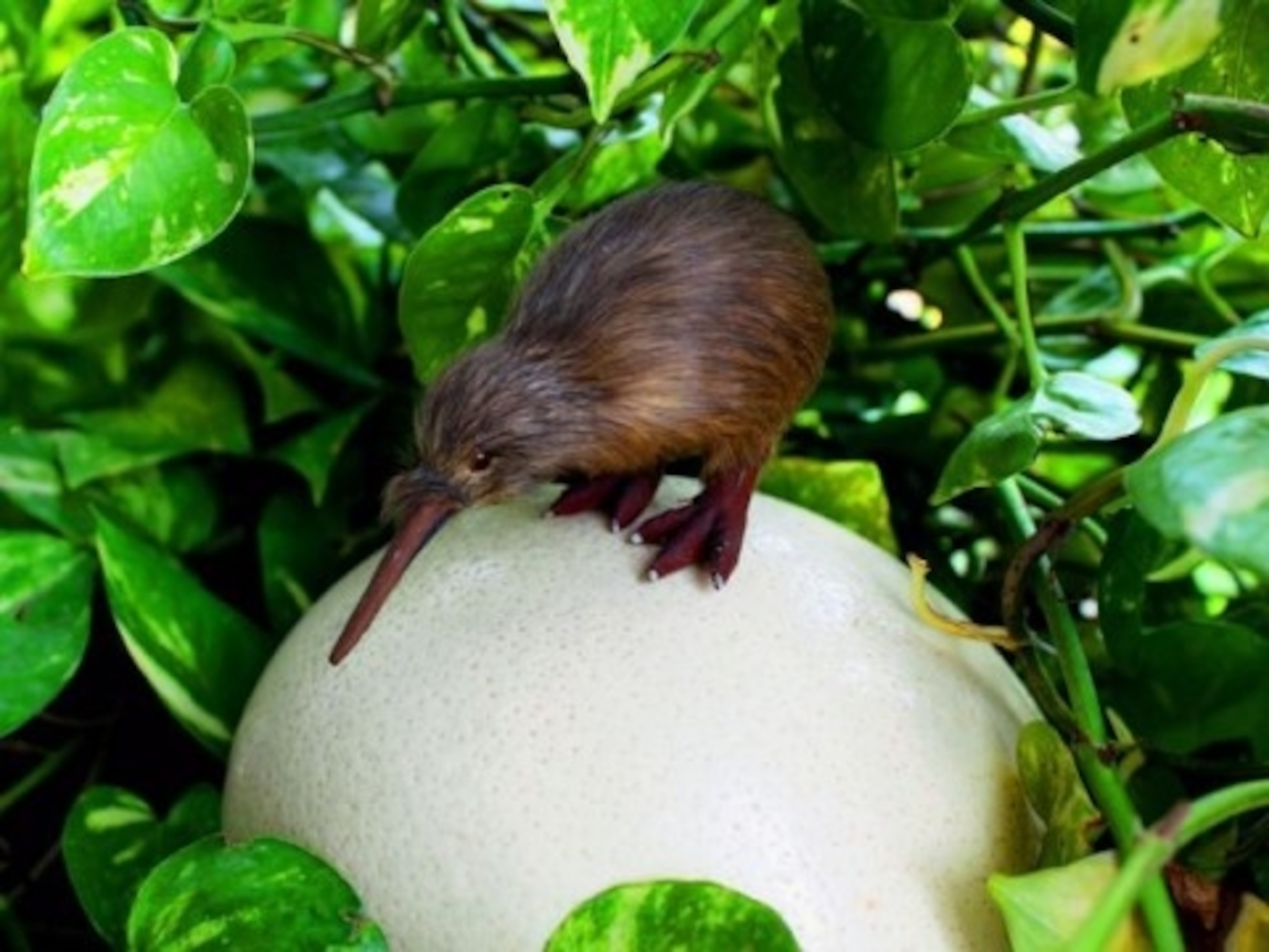 For the Birds: Meet a Kiwi
