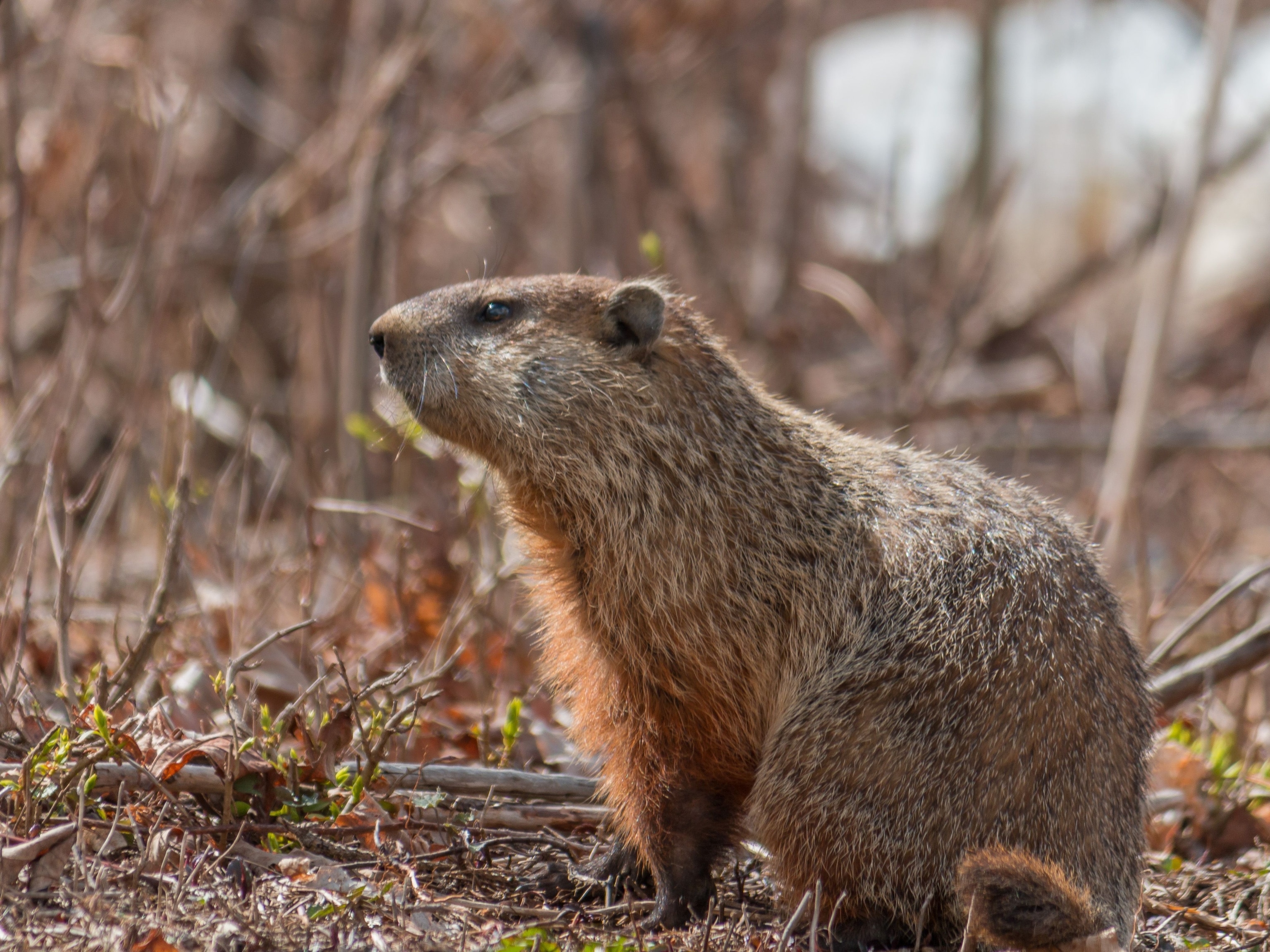 Groundhog Day 2018: What is Punxsutawney Phil Looking For?