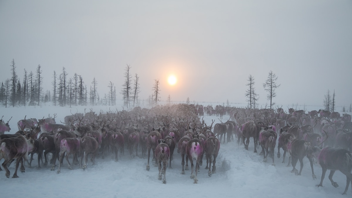 A Month in the Life of Reindeer Herders | National Geographic