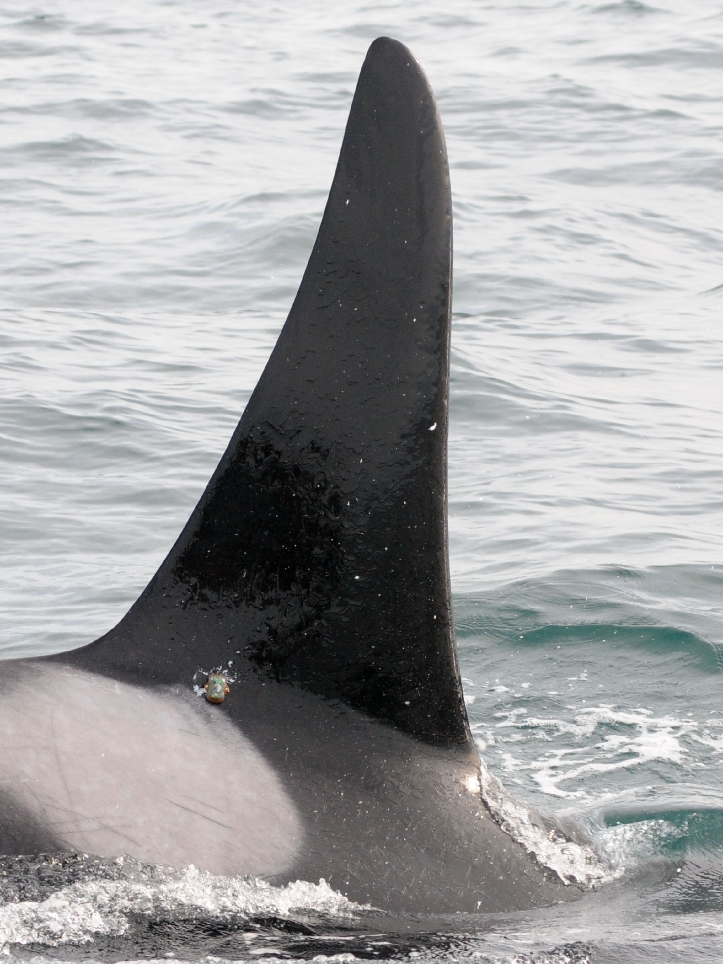 Orca Killed by Satellite Tag Leads to Criticism of Science Practices