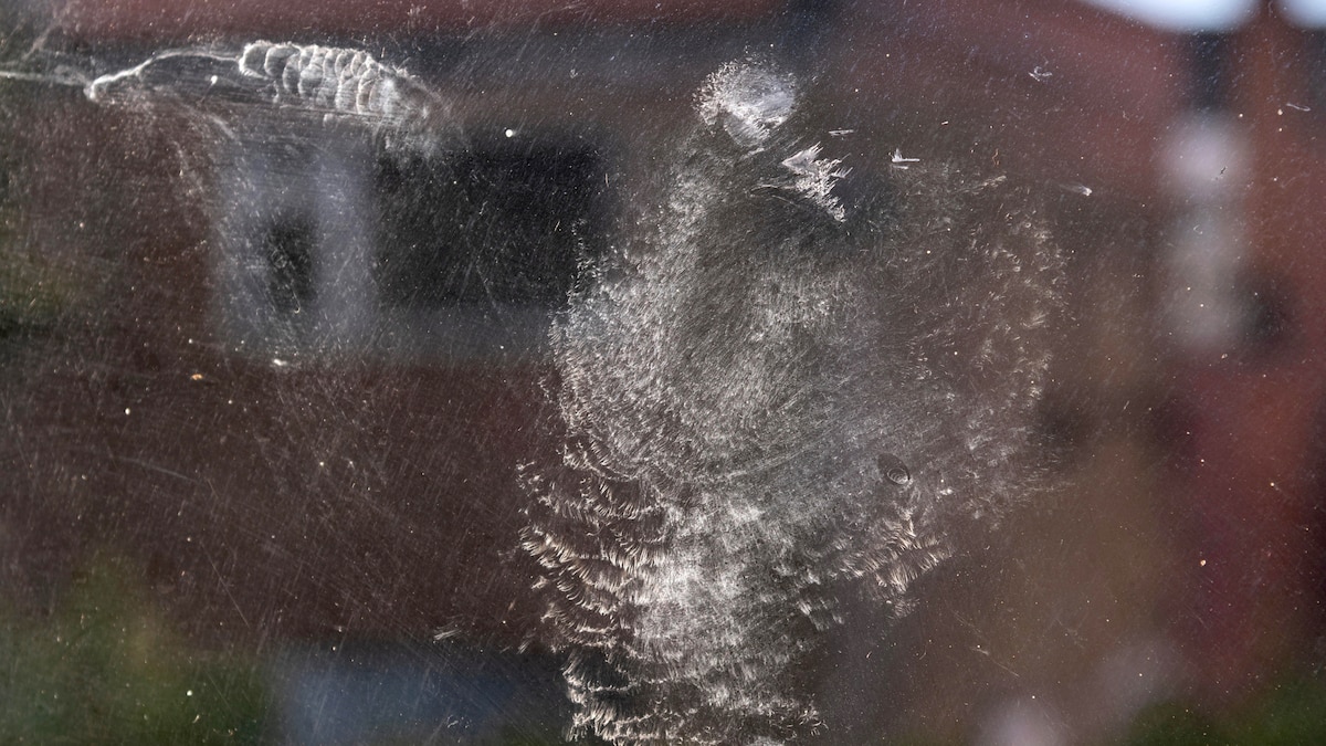 This invisible killer takes out 3.5 billion U.S. birds a year ...