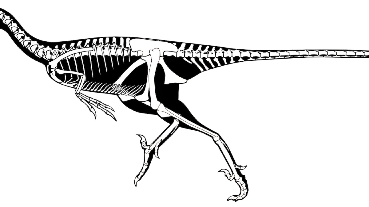 What Do Croc Tools Mean For Dinosaur Innovation? | National Geographic