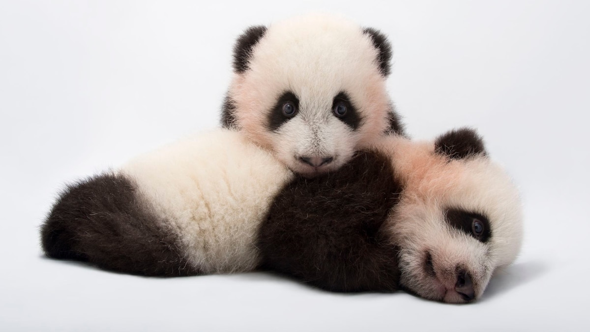 First Panda Freed Into Wild Found Dead | National Geographic