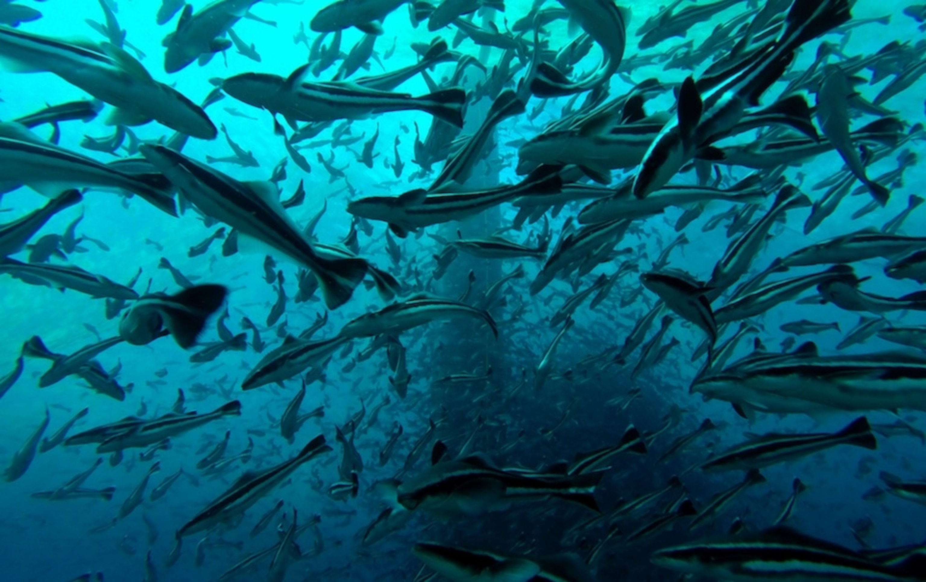 Swimming With Tomorrow’s Fish | National Geographic