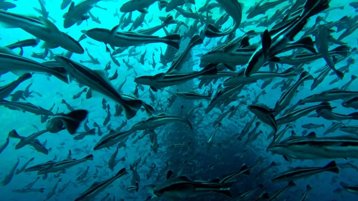 Swimming With Tomorrow’s Fish | National Geographic