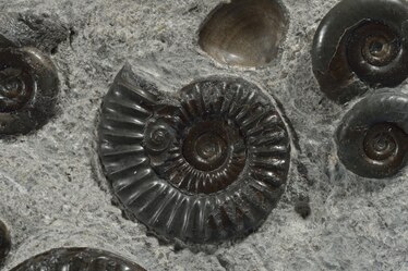 Ammonites, facts and photos