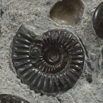 Ammonite Alive