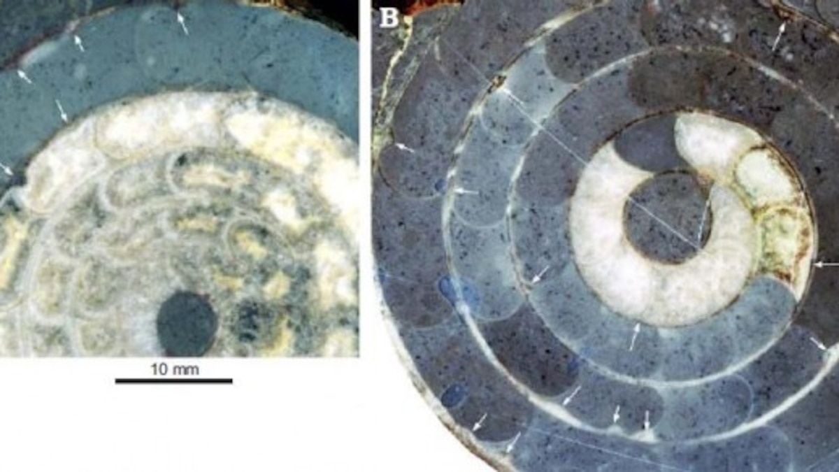 Ammonoids Trapped Parasites in Pearls | National Geographic