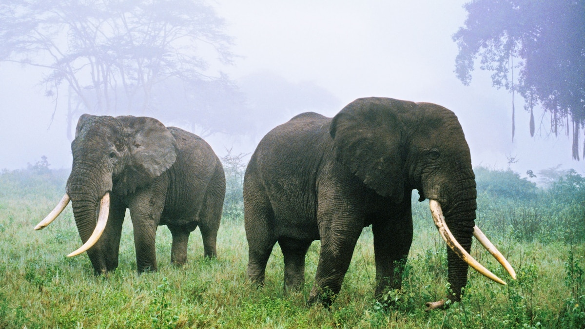 Why Are Most of Tanzania's Elephants Disappearing? | National Geographic