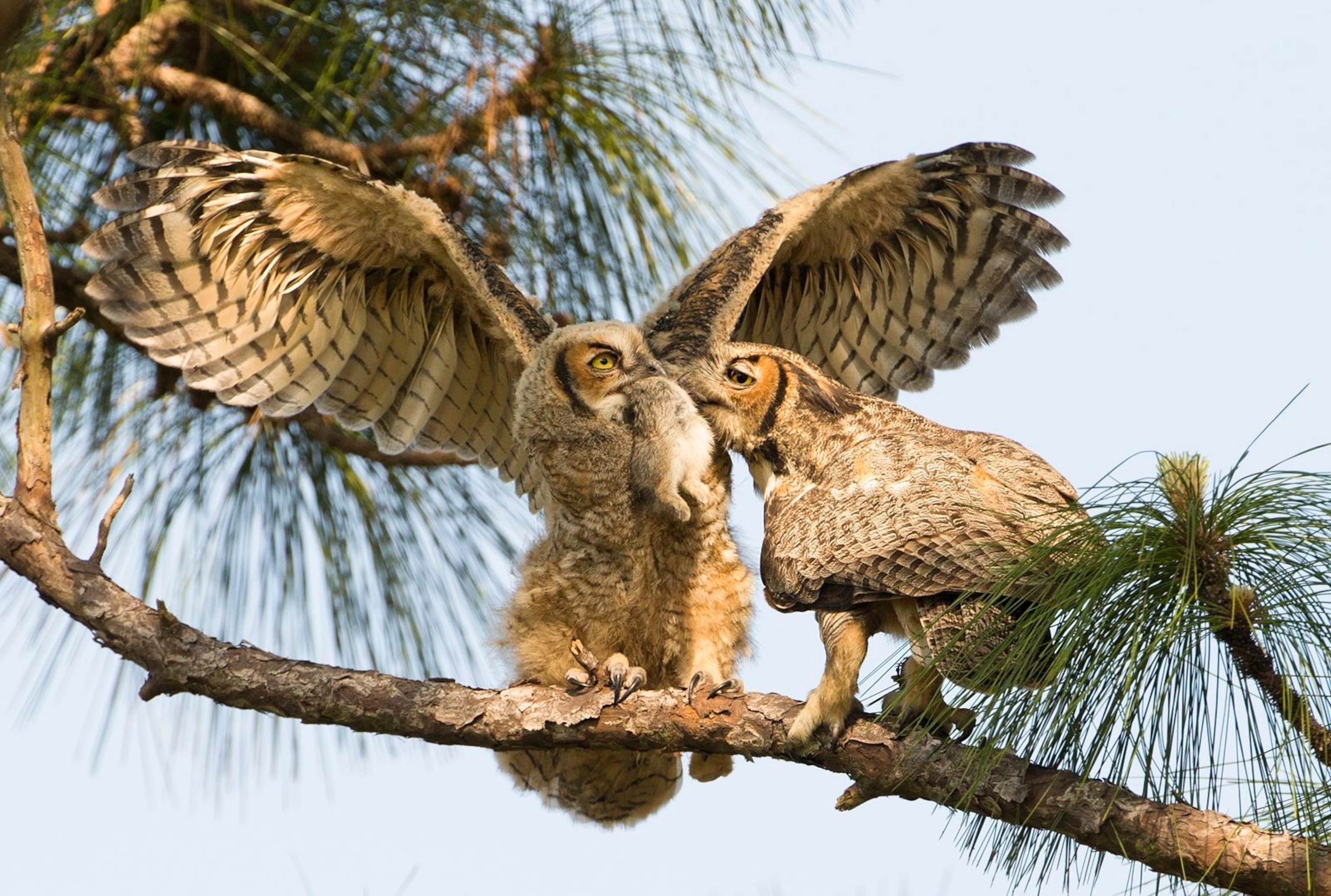 Great Horned Owl Young