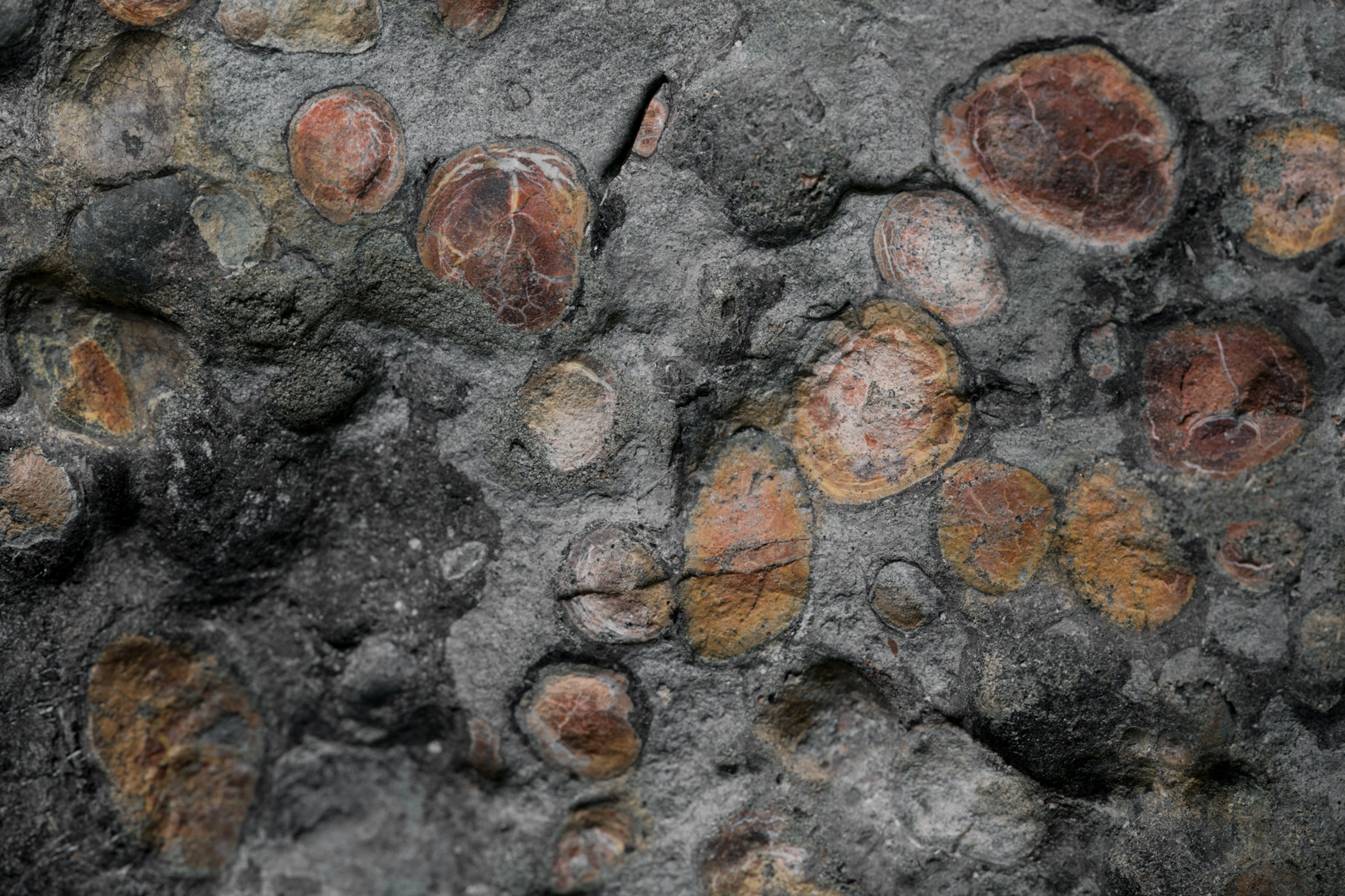 The Amazing Dinosaur Found (Accidentally) by Miners in Canada