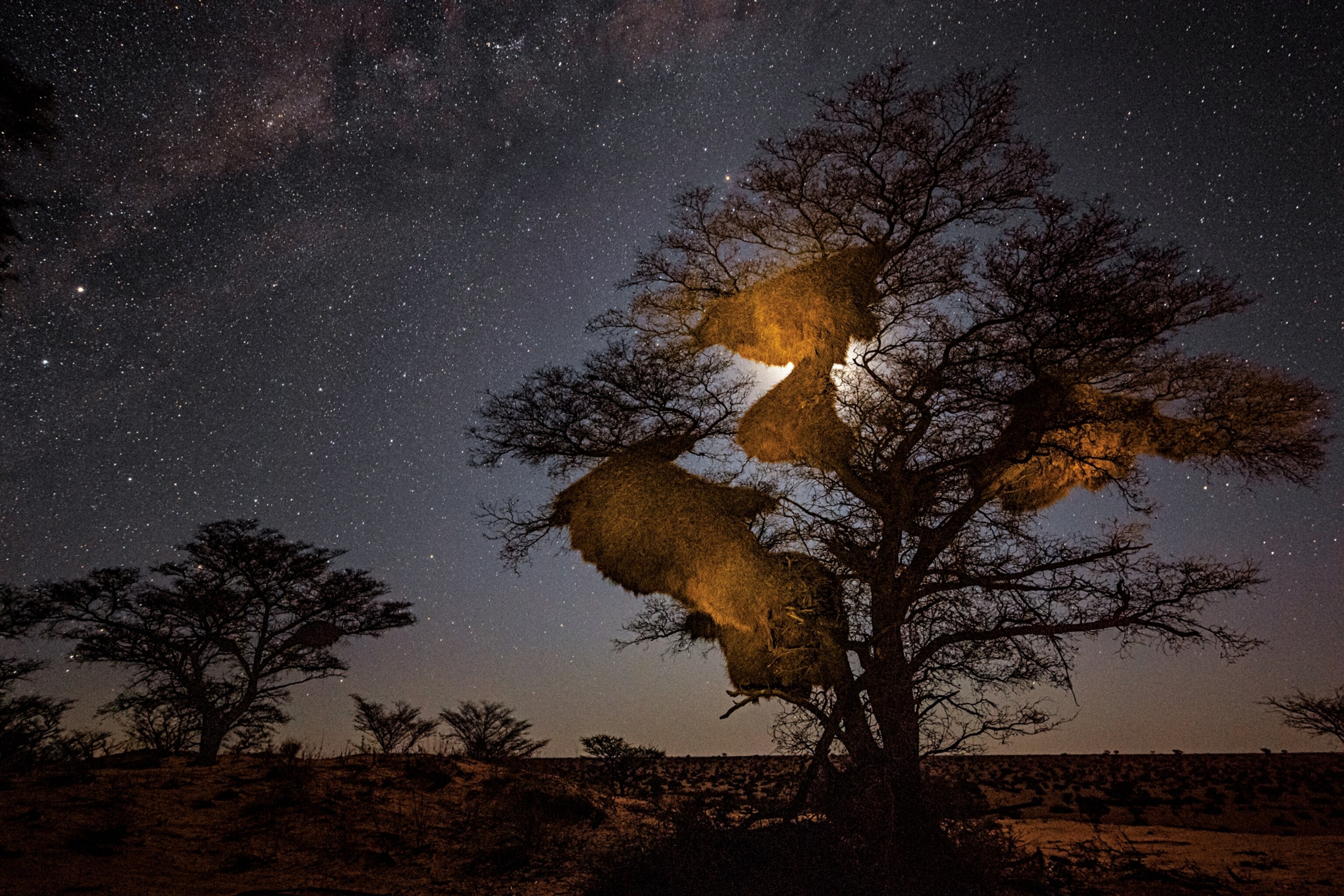 Rising heat puts the Kalahari’s ecosystem on the edge of survival