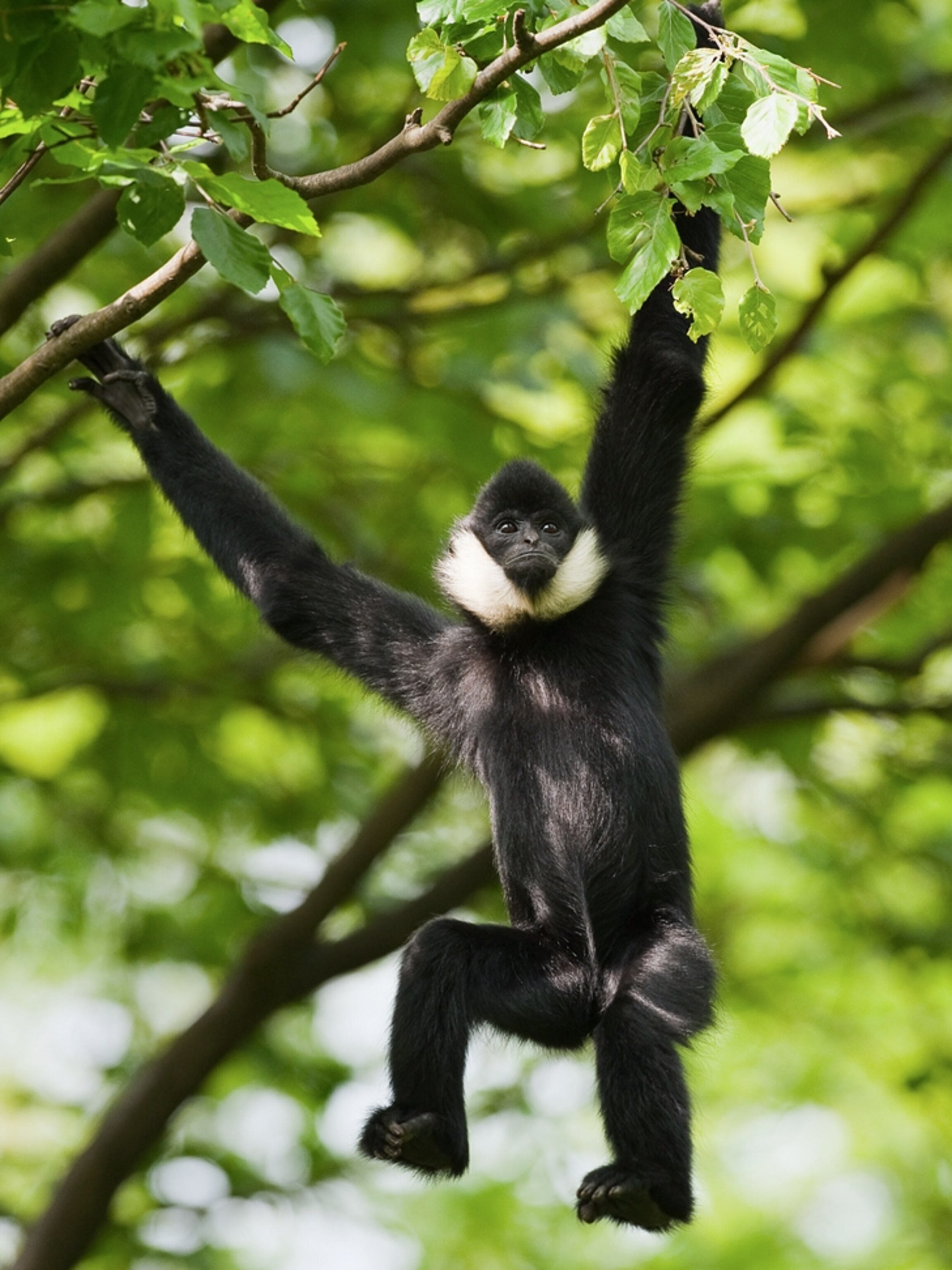 Pictures: Hundreds of Rare Gibbons Found in Vietnam