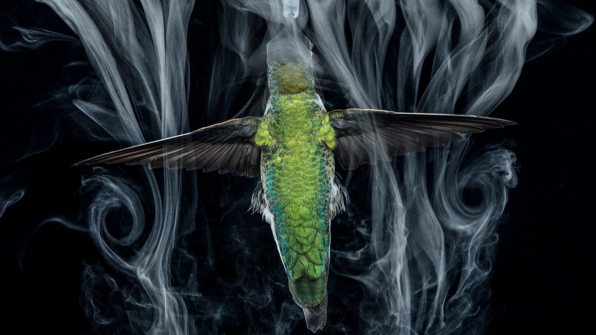 Compelling photos reveal nature’s beauty in astounding detail ...