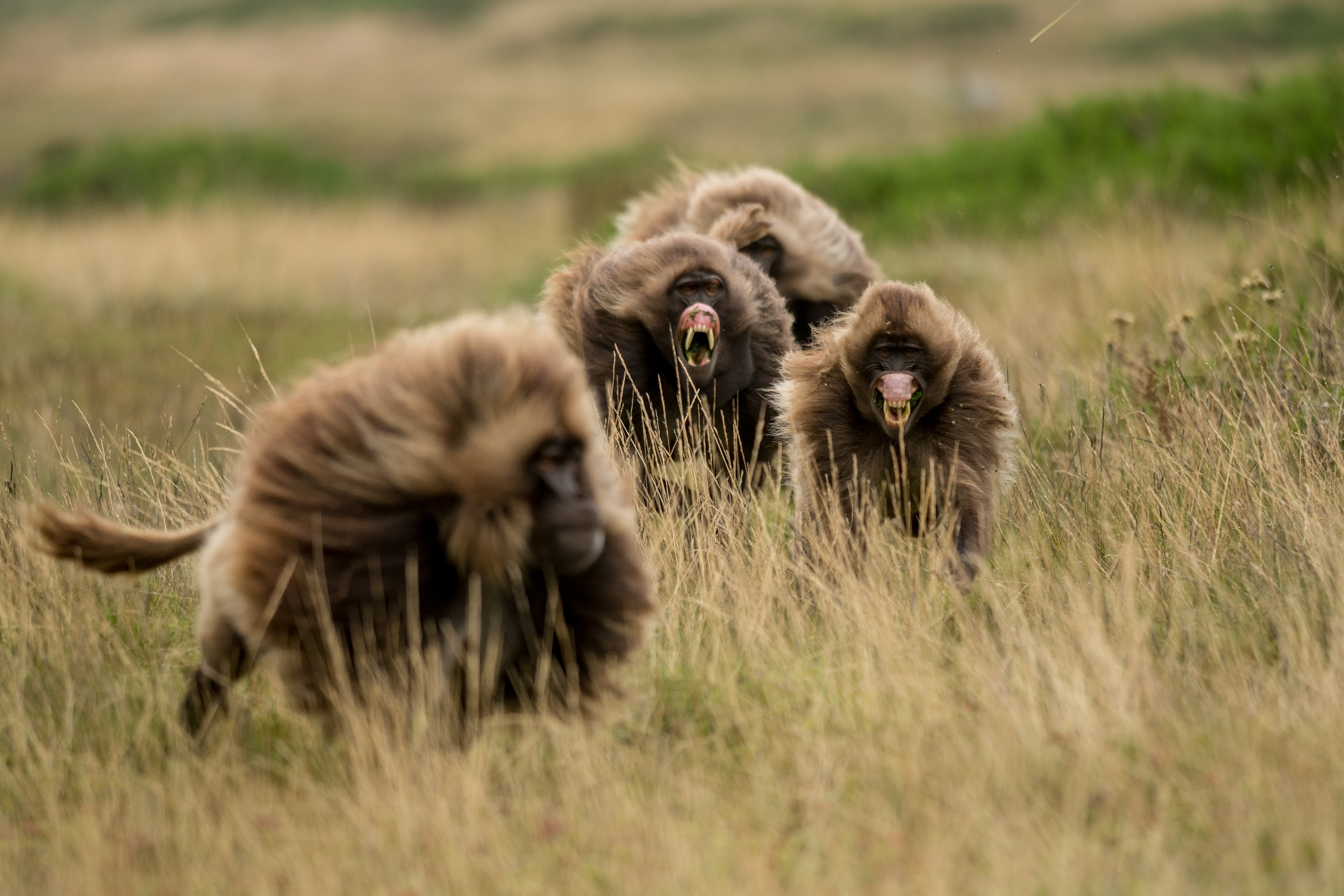 Where the World’s Only Grass-Eating Monkeys Thrive