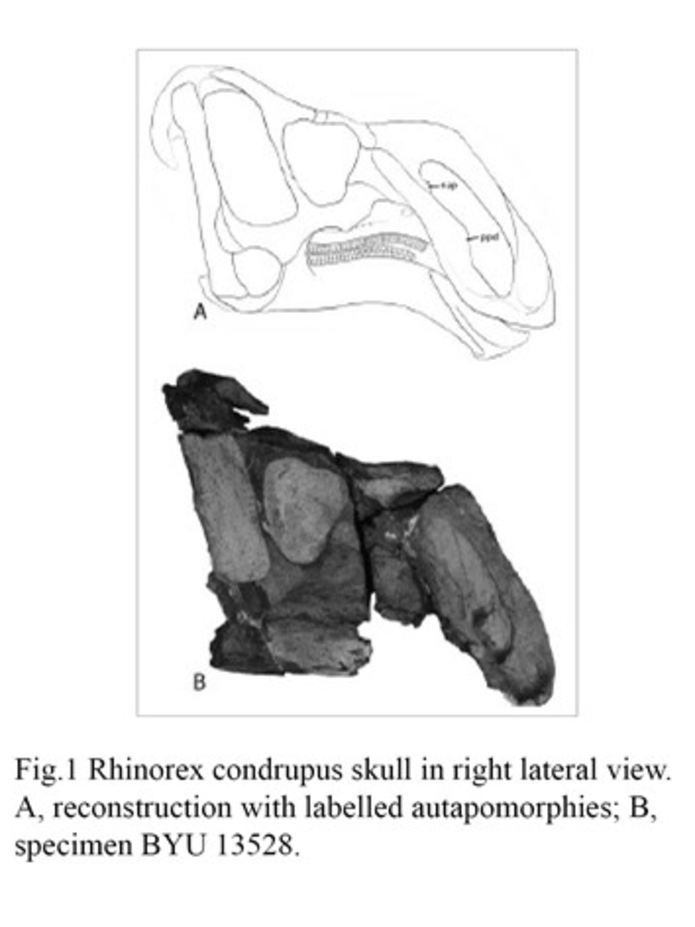 New Dinosaur Rhinorex Raises Cretaceous Quandary