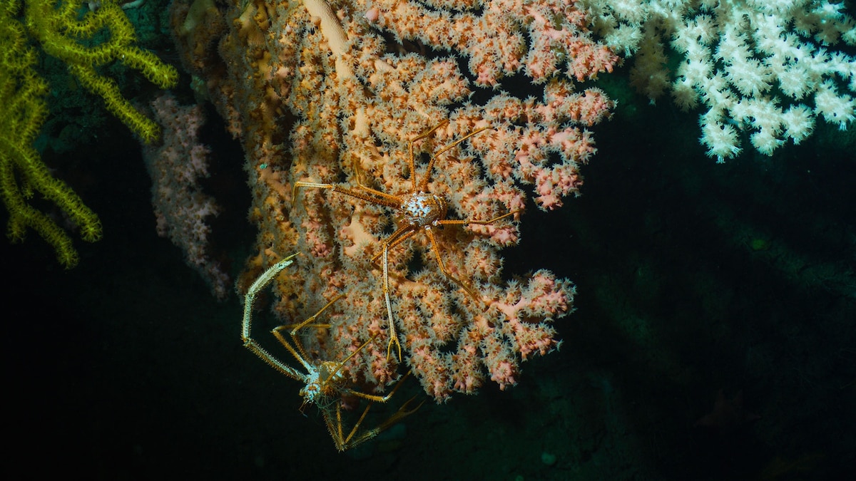 Exclusive photos: Northeast Canyons and Seamounts Marine Monument ...