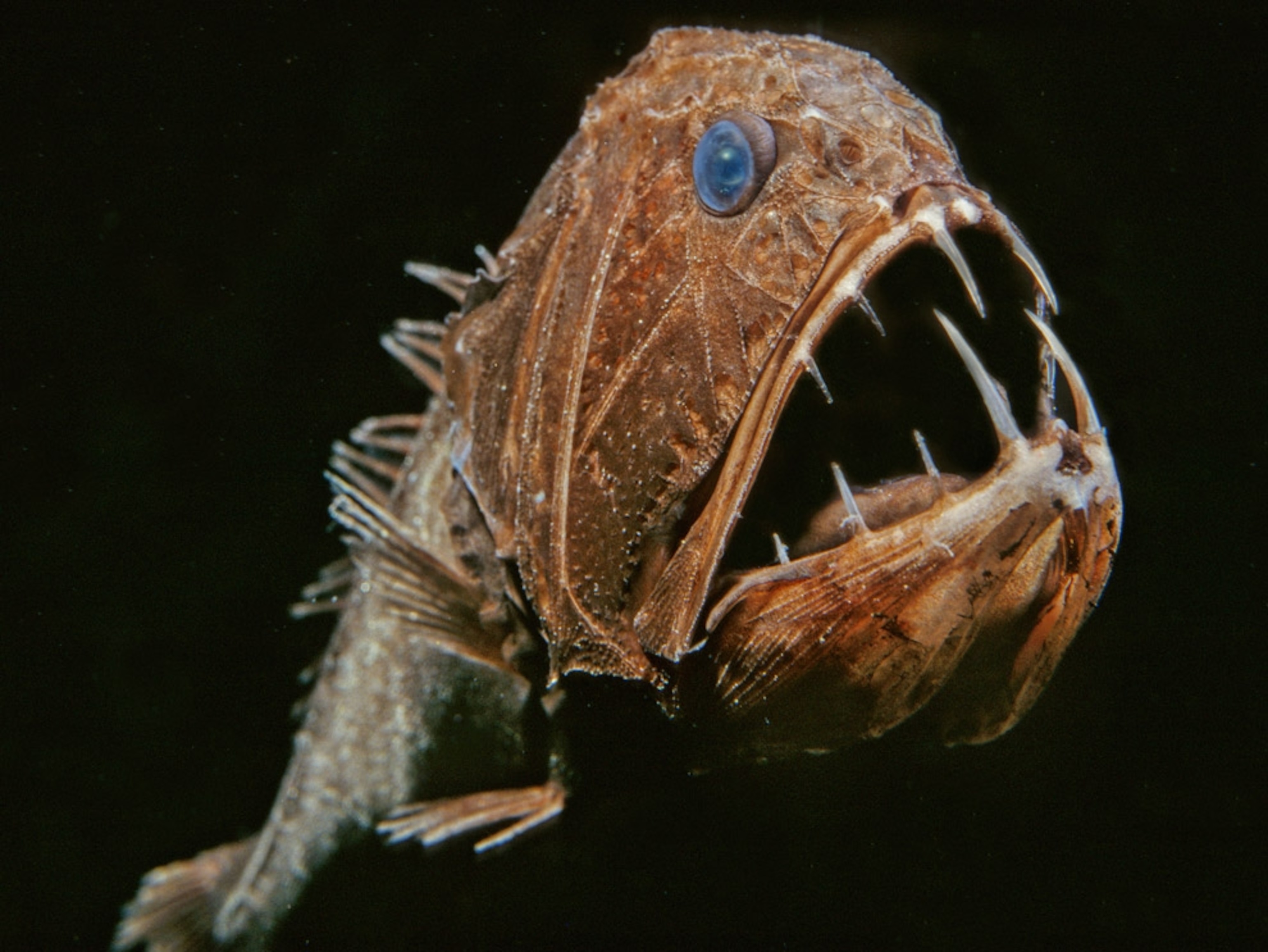 Deep-Sea Creatures Photos