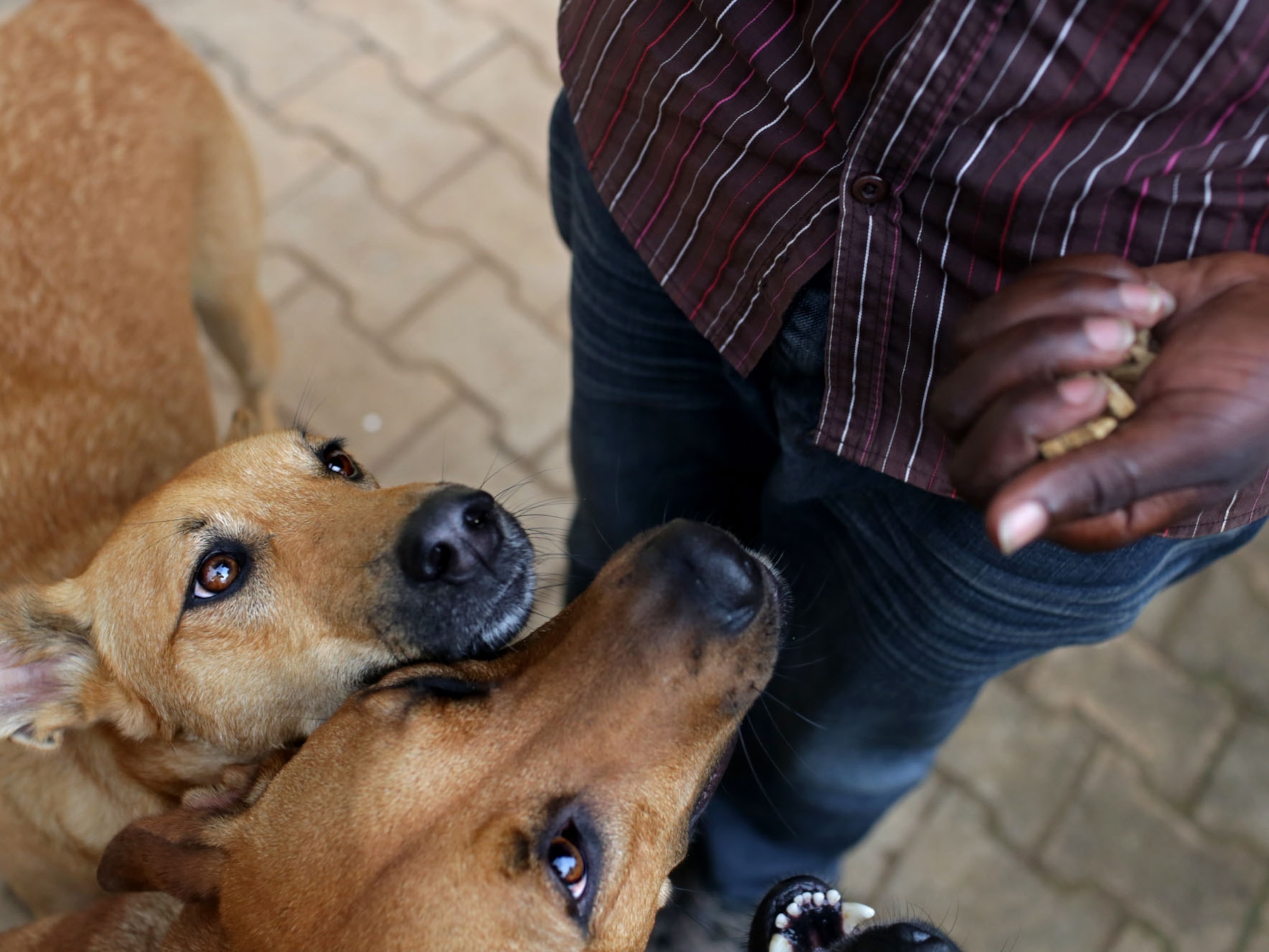 Dogs Helping Each Other