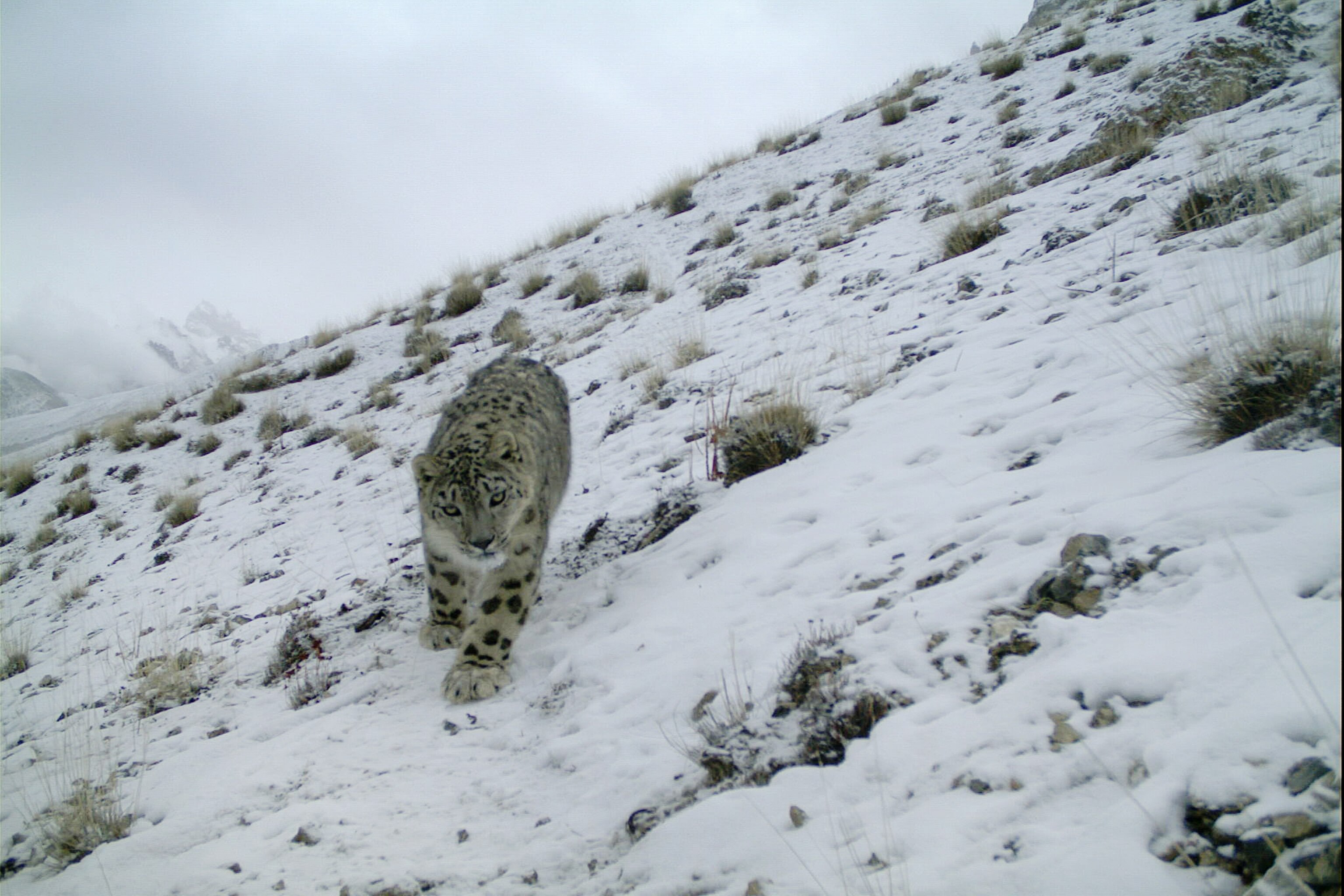 Rare Pictures: Snow Leopards Caught in Camera Trap