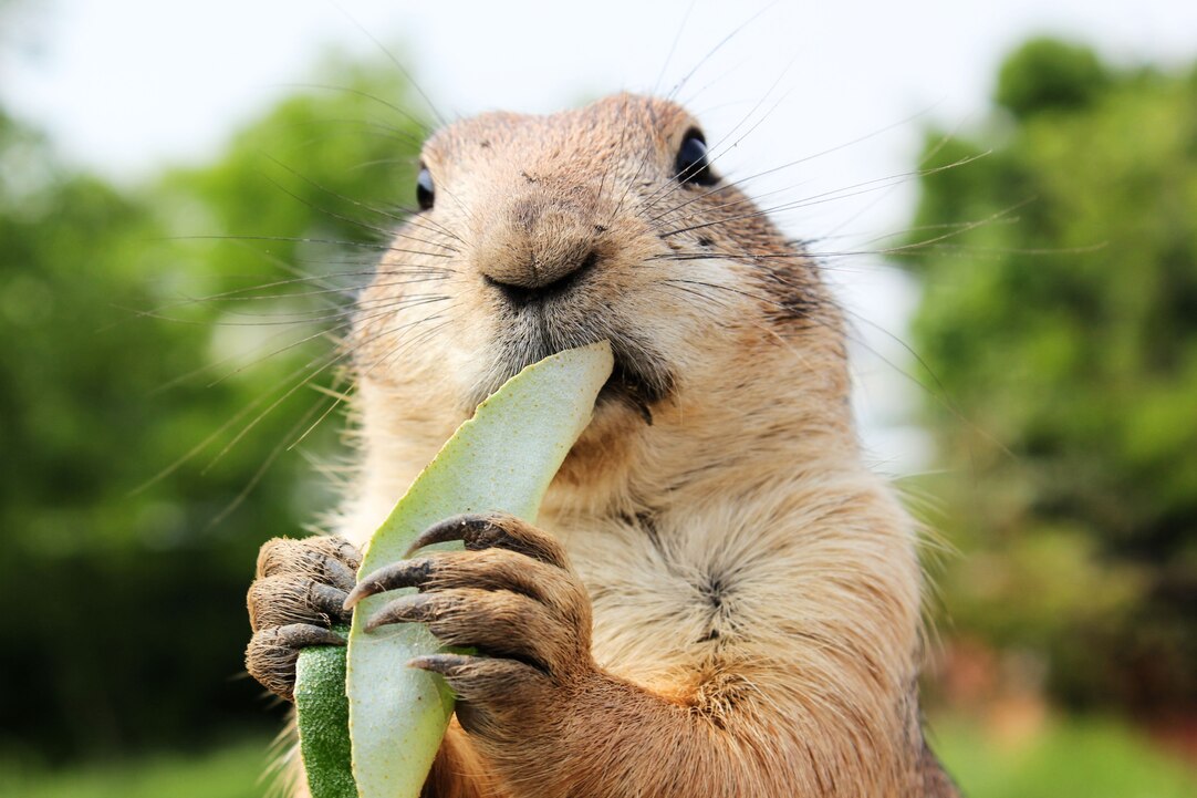 Prairie Dog Bite