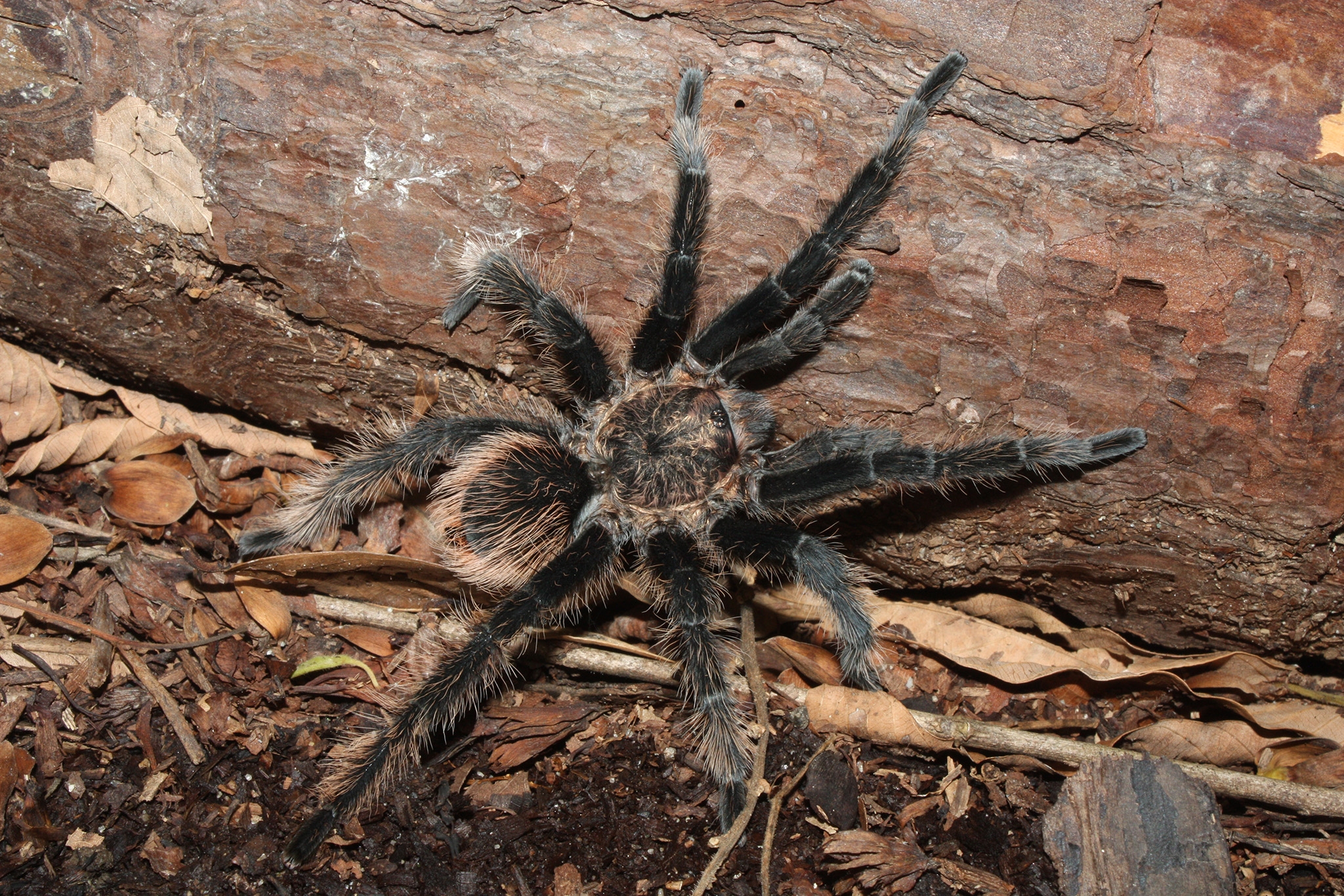 Tarantulas May Be 'Right-Handed'